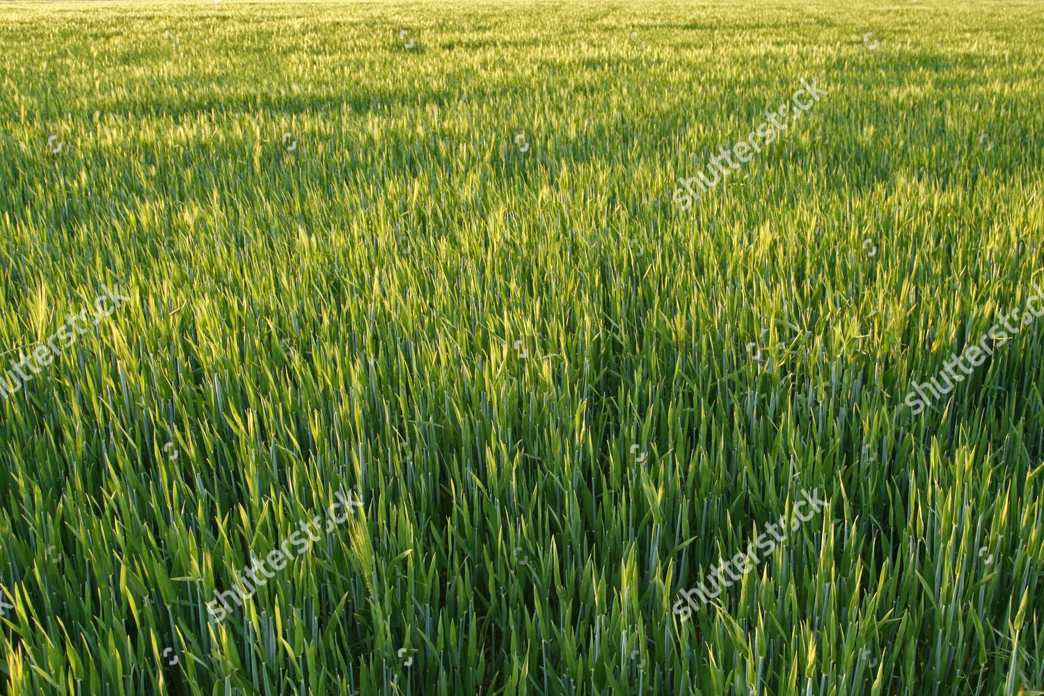 Cereal Crops Field Immature Rye Secale Editorial Stock Photo - Stock ...