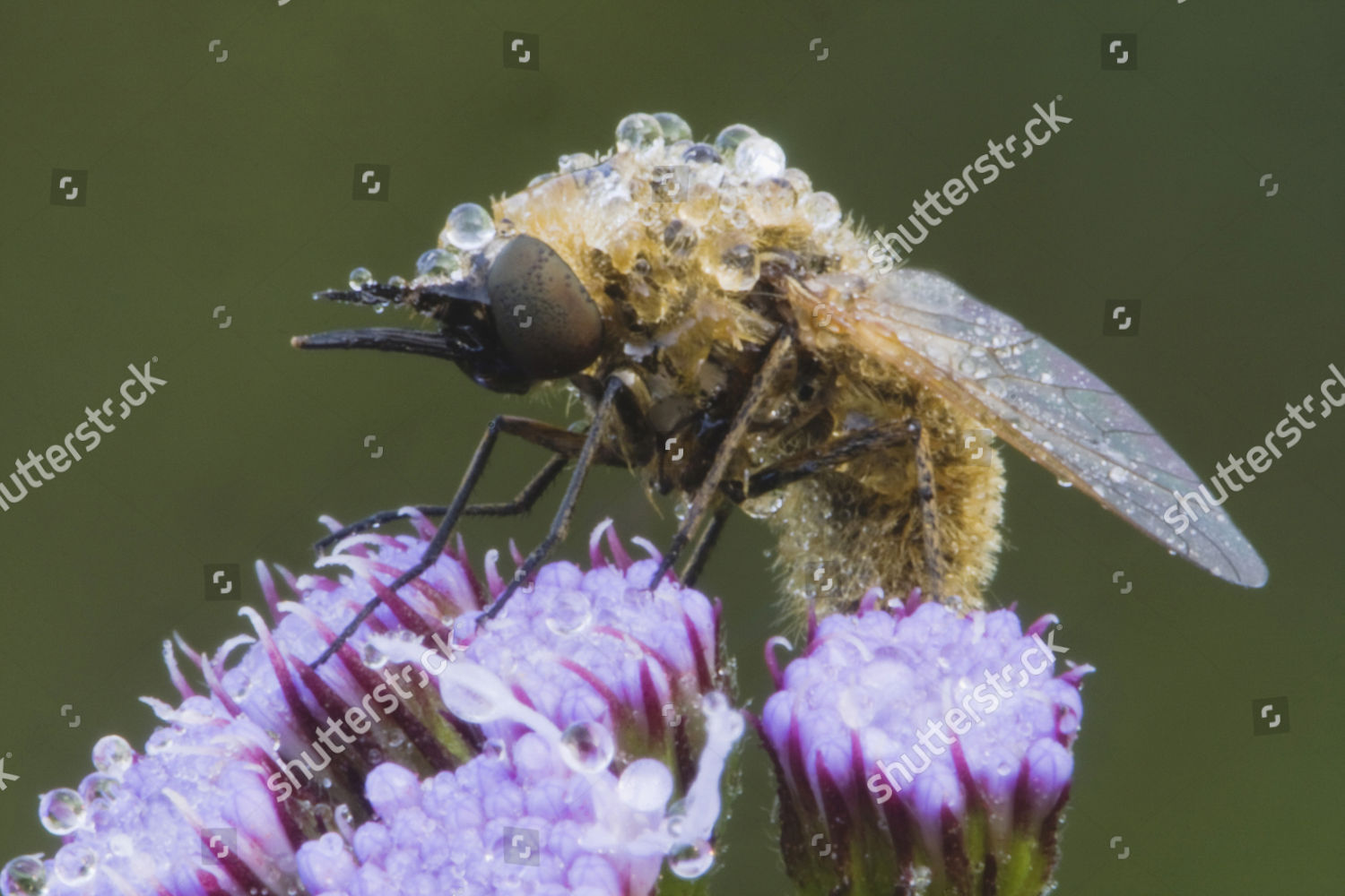 Fly Diptera Dew Covered On Flower Editorial Stock Photo - Stock Image ...