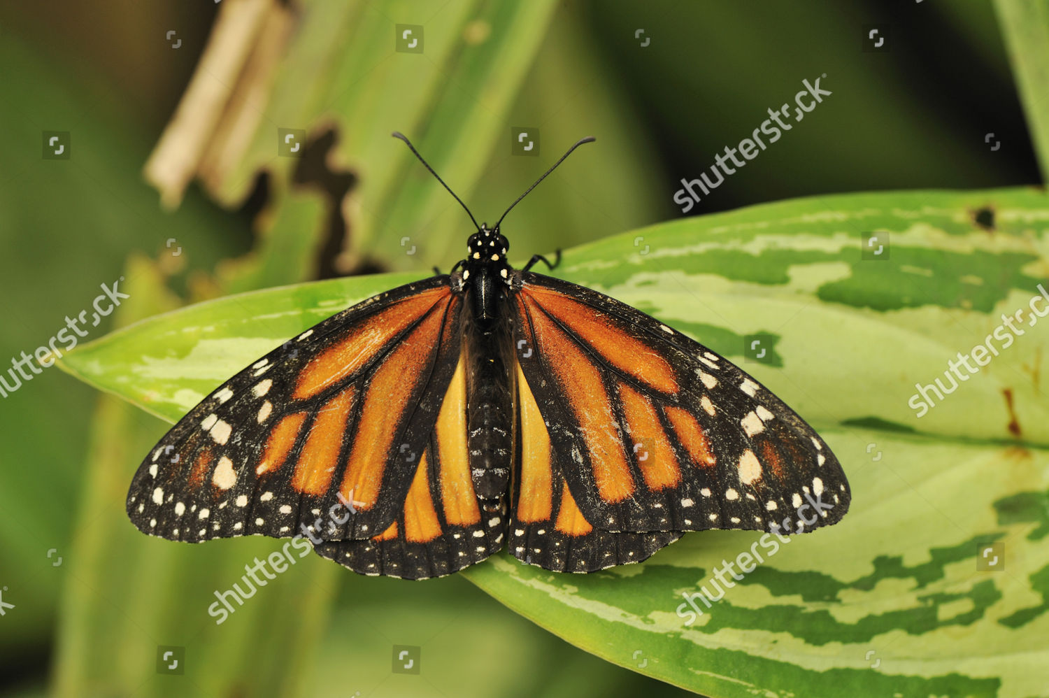 Monarch Butterfly Danaus Plexippus Editorial Stock Photo - Stock Image ...