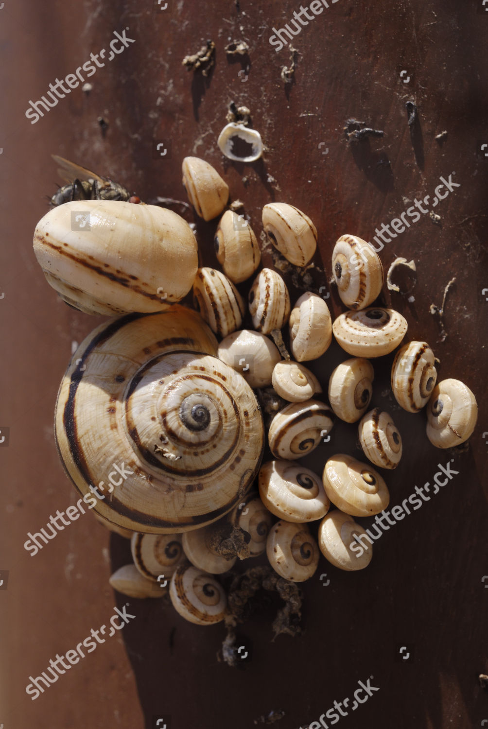 Collection Snails Dried Out By Excessive Editorial Stock Photo - Stock ...