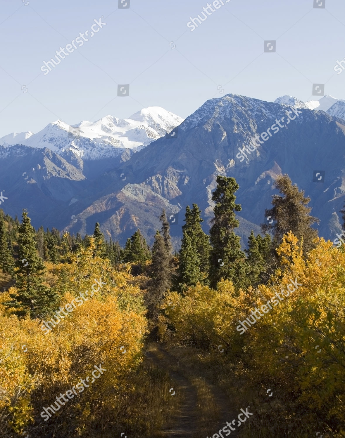 Indian Summer Poplar Tree Leaves Fall Editorial Stock Photo - Stock ...