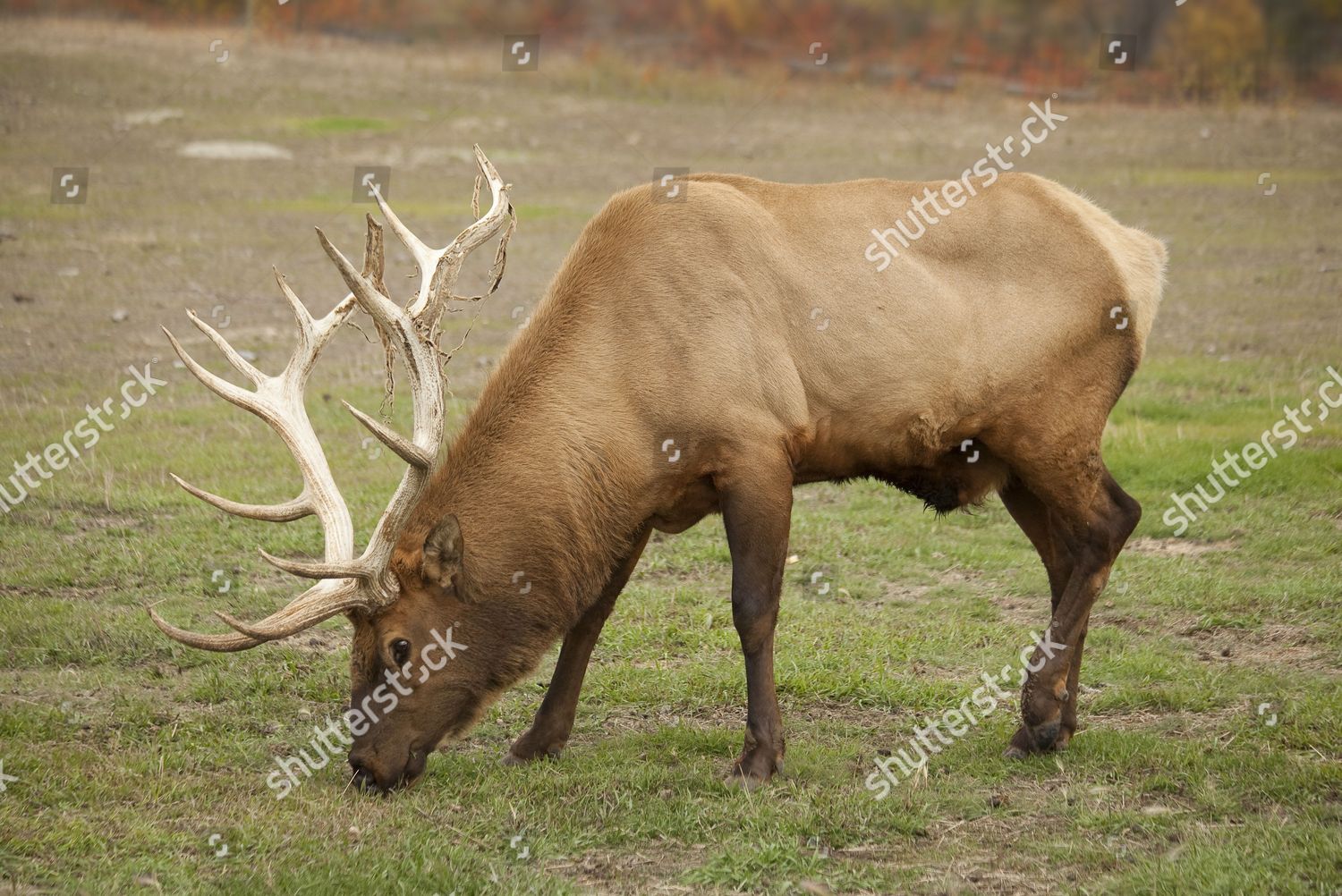 Grazing Male Bull Elk Wapiti Cervus Editorial Stock Photo - Stock Image ...