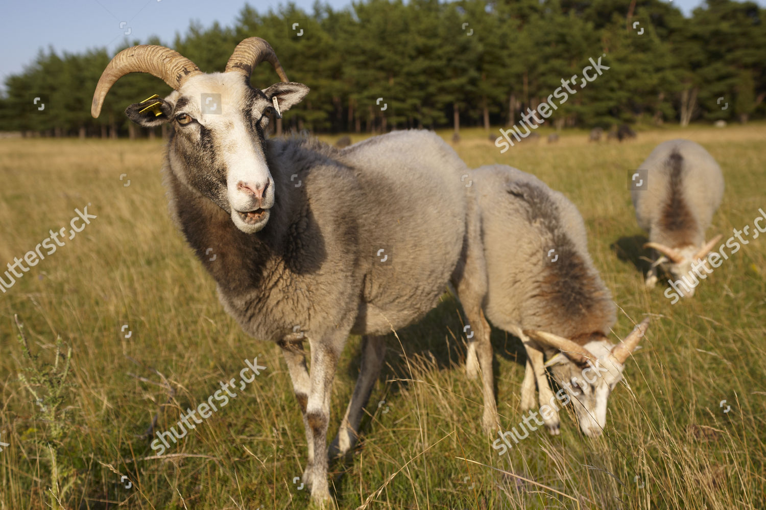Gotland Sheep Pasture Faro Island Sweden Editorial Stock Photo - Stock ...