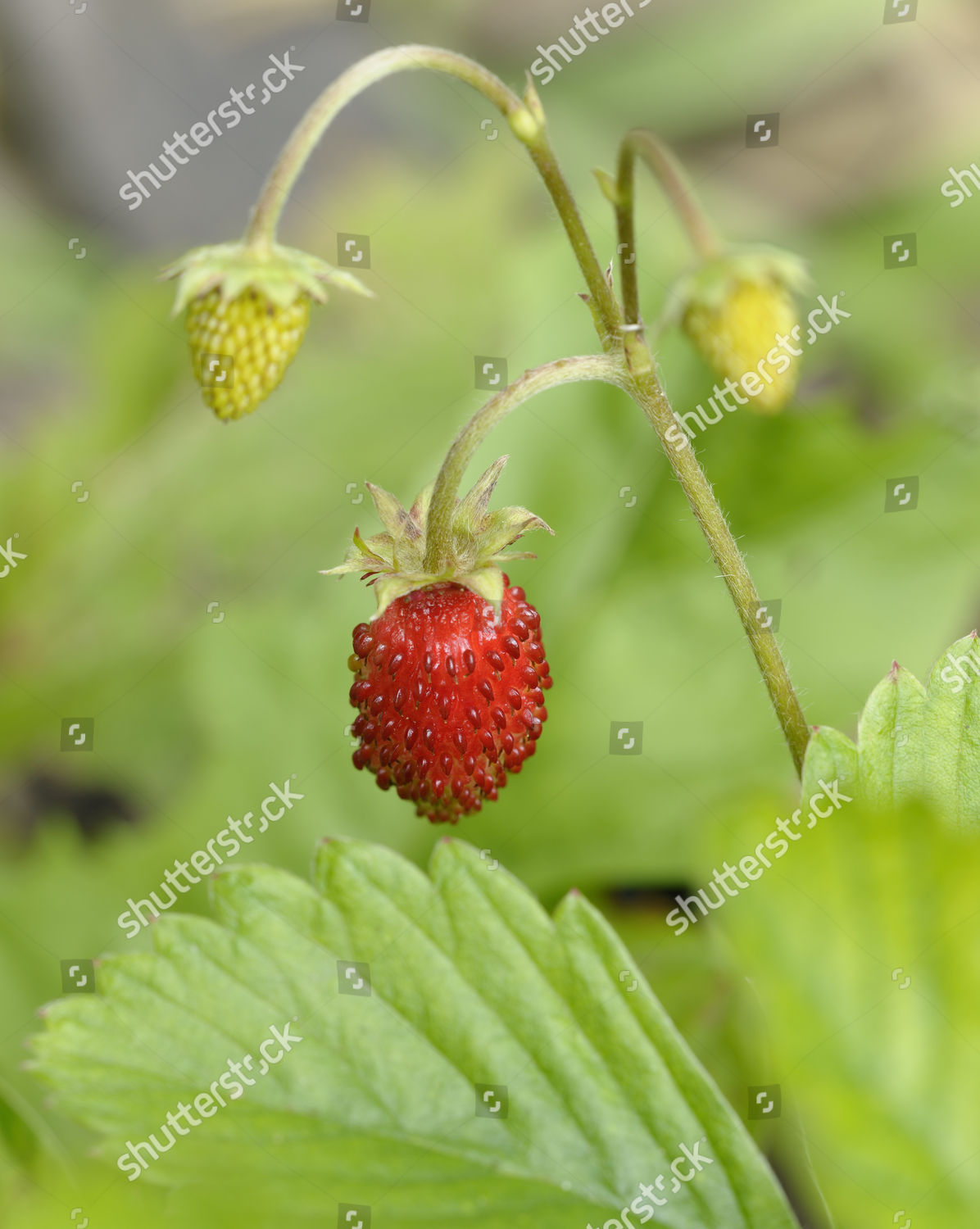 Red Ripe Two Immature Garden Strawberries Editorial Stock Photo - Stock ...