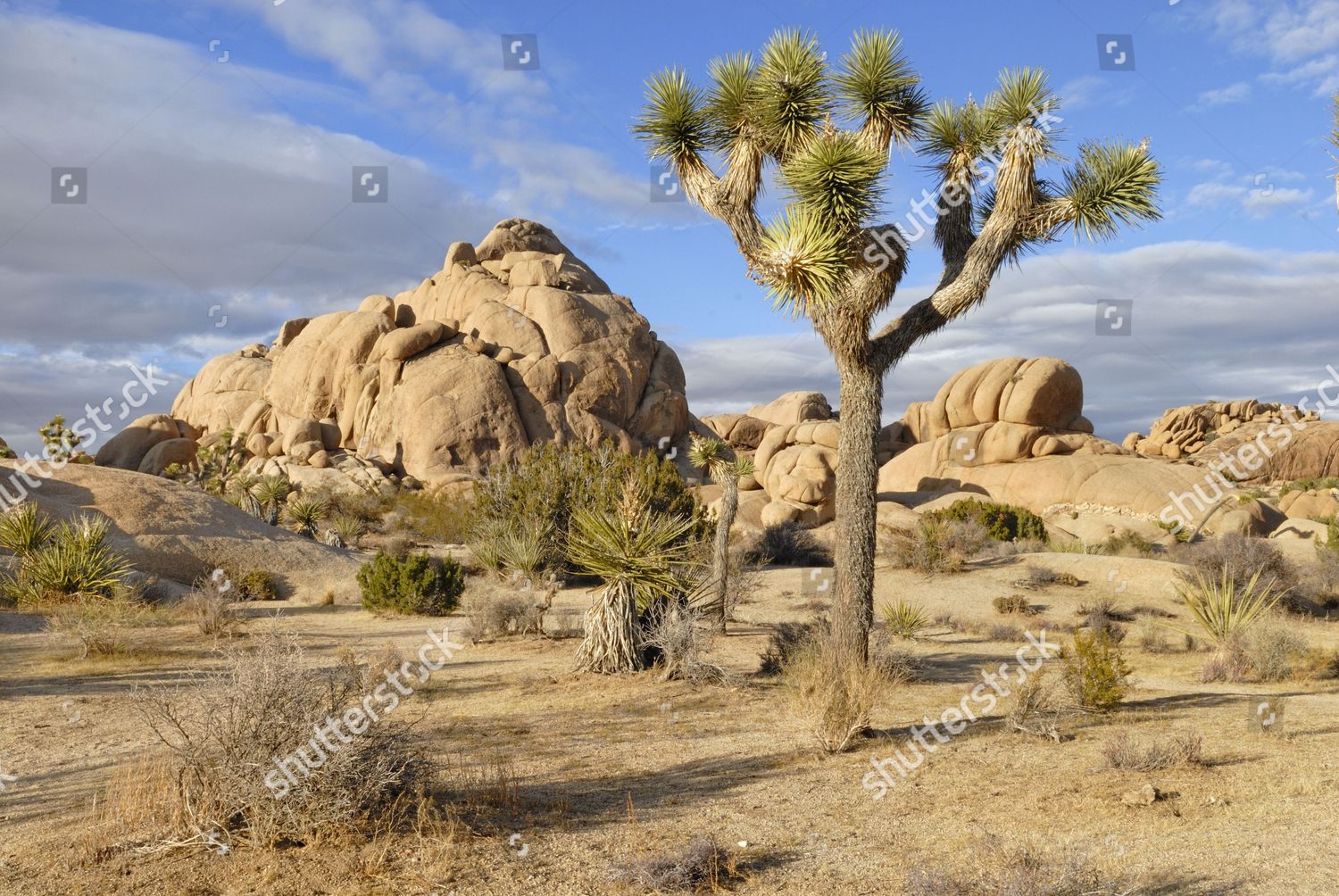 Joshua Tree Yucca Brevifolia Front Monzogranite Editorial Stock Photo ...
