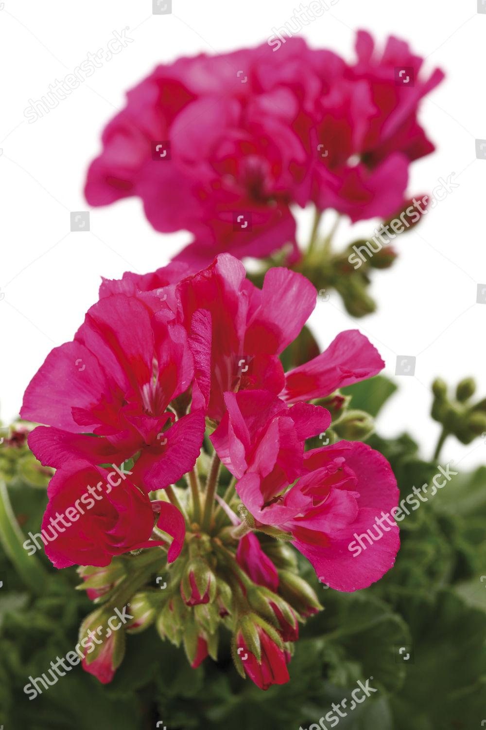 Geraniums Pink Editorial Stock Photo - Stock Image | Shutterstock