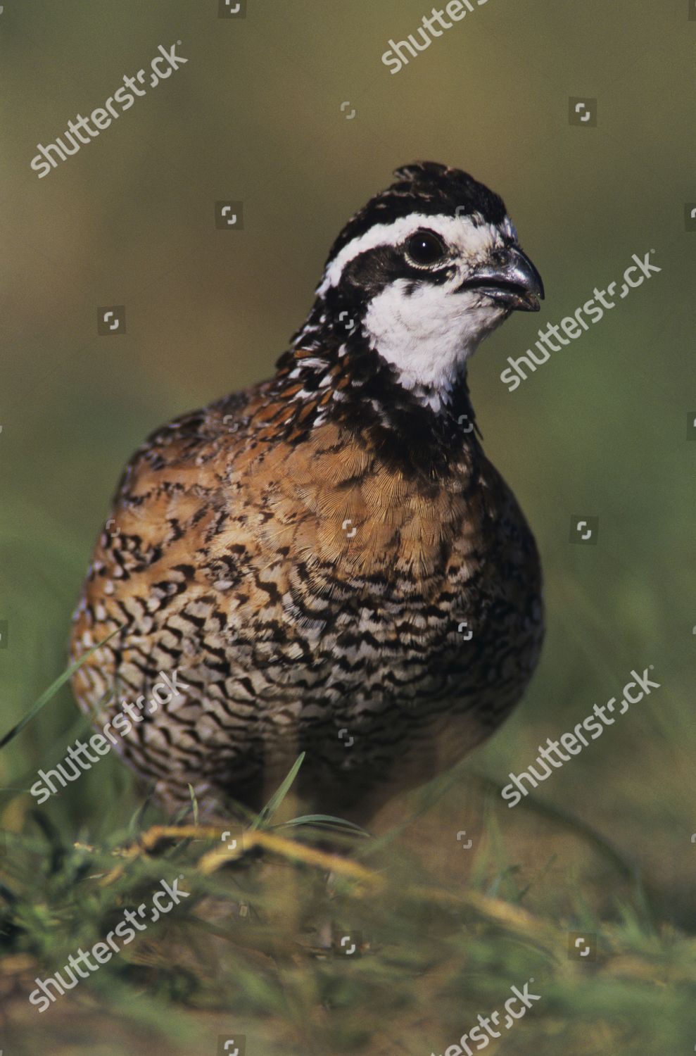 Northern Bobwhite Colinus Virginianus Male Lake Editorial Stock Photo ...