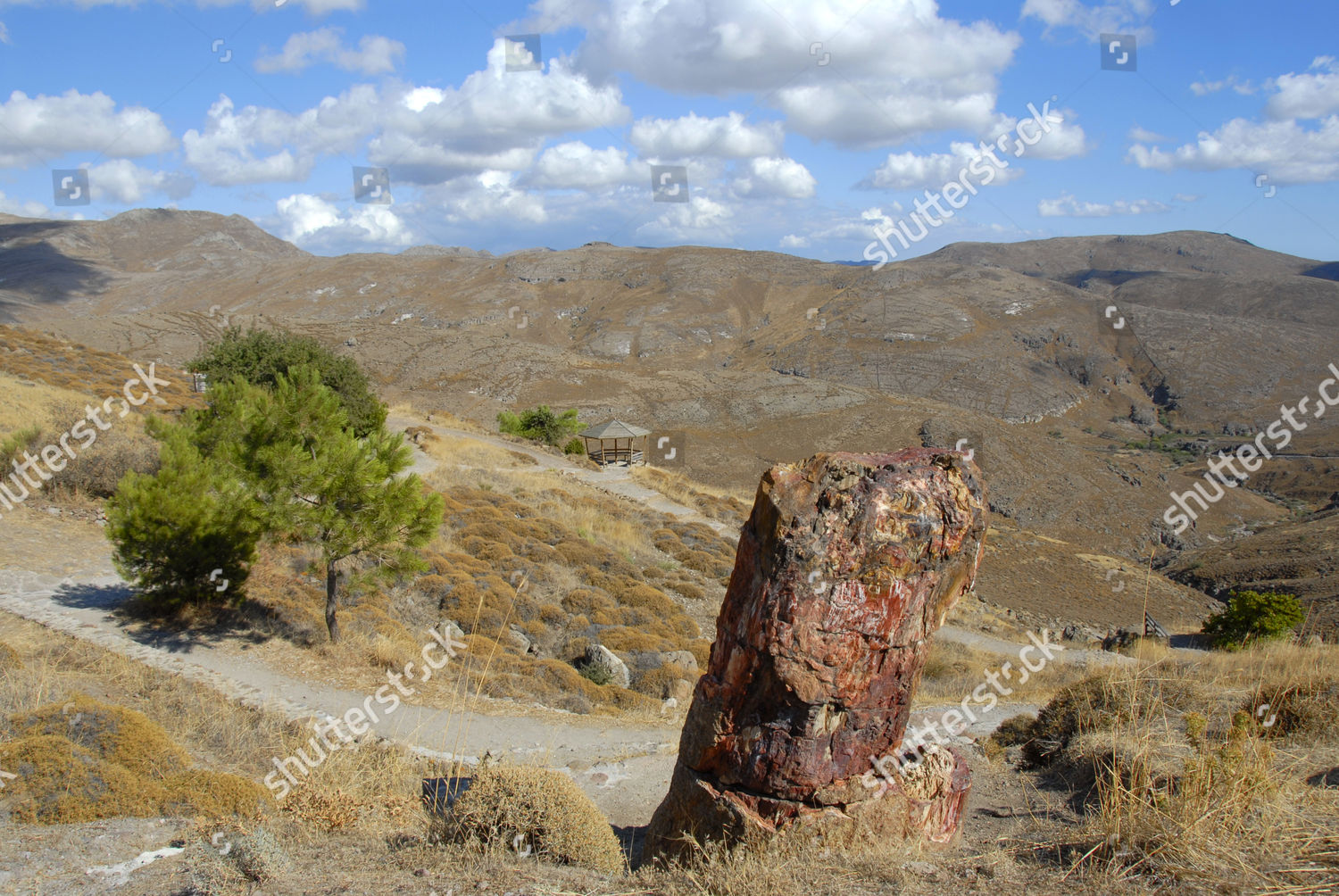 Petrified Tree Stump Petrified Forest Between Editorial Stock Photo ...