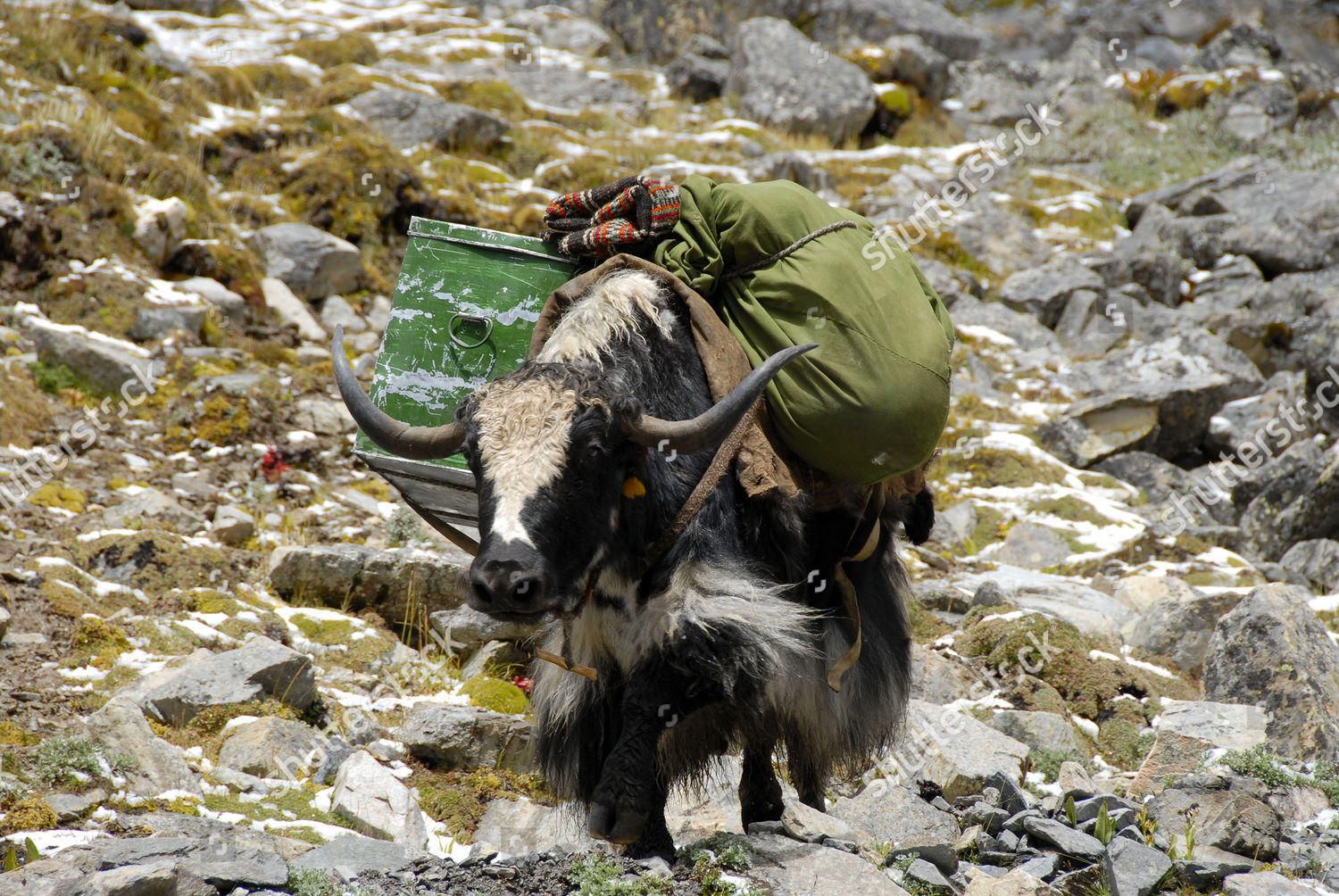 Trekking Heavily Laden Yak Bos Mutus Editorial Stock Photo - Stock ...