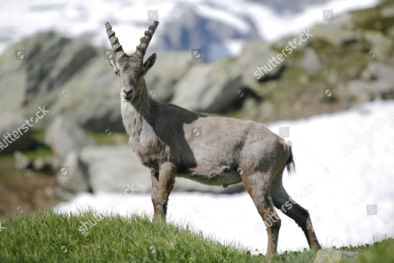 Alpine Ibex Capra Ibex Standing Front Editorial Stock Photo - Stock ...