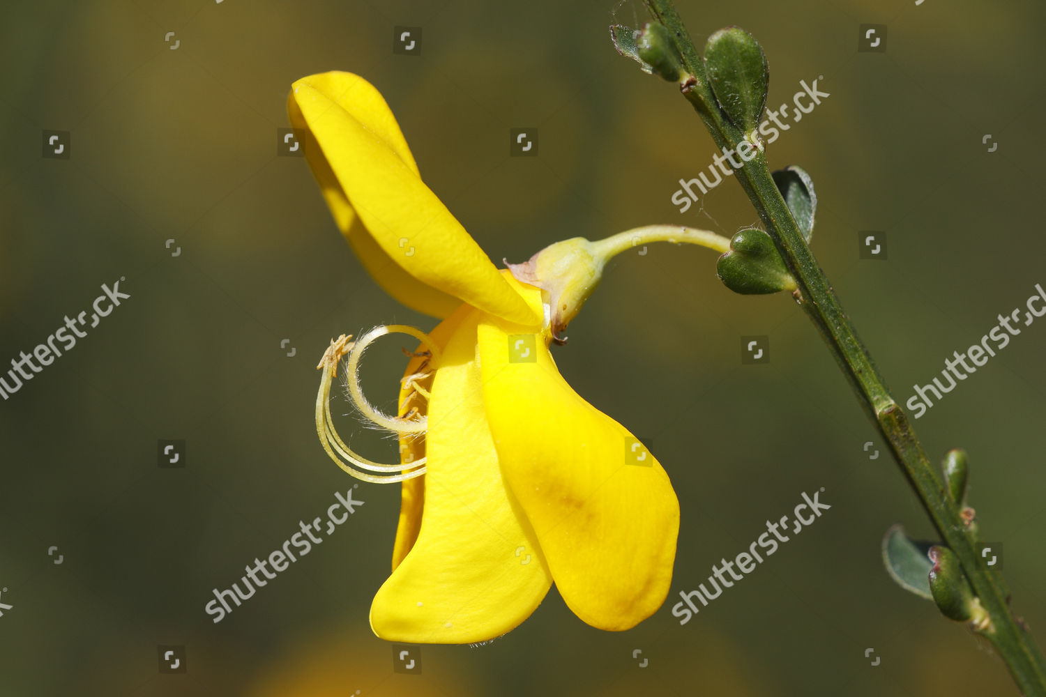 Flowering Common Broom Cytisus Scoparius Genista Editorial Stock Photo ...