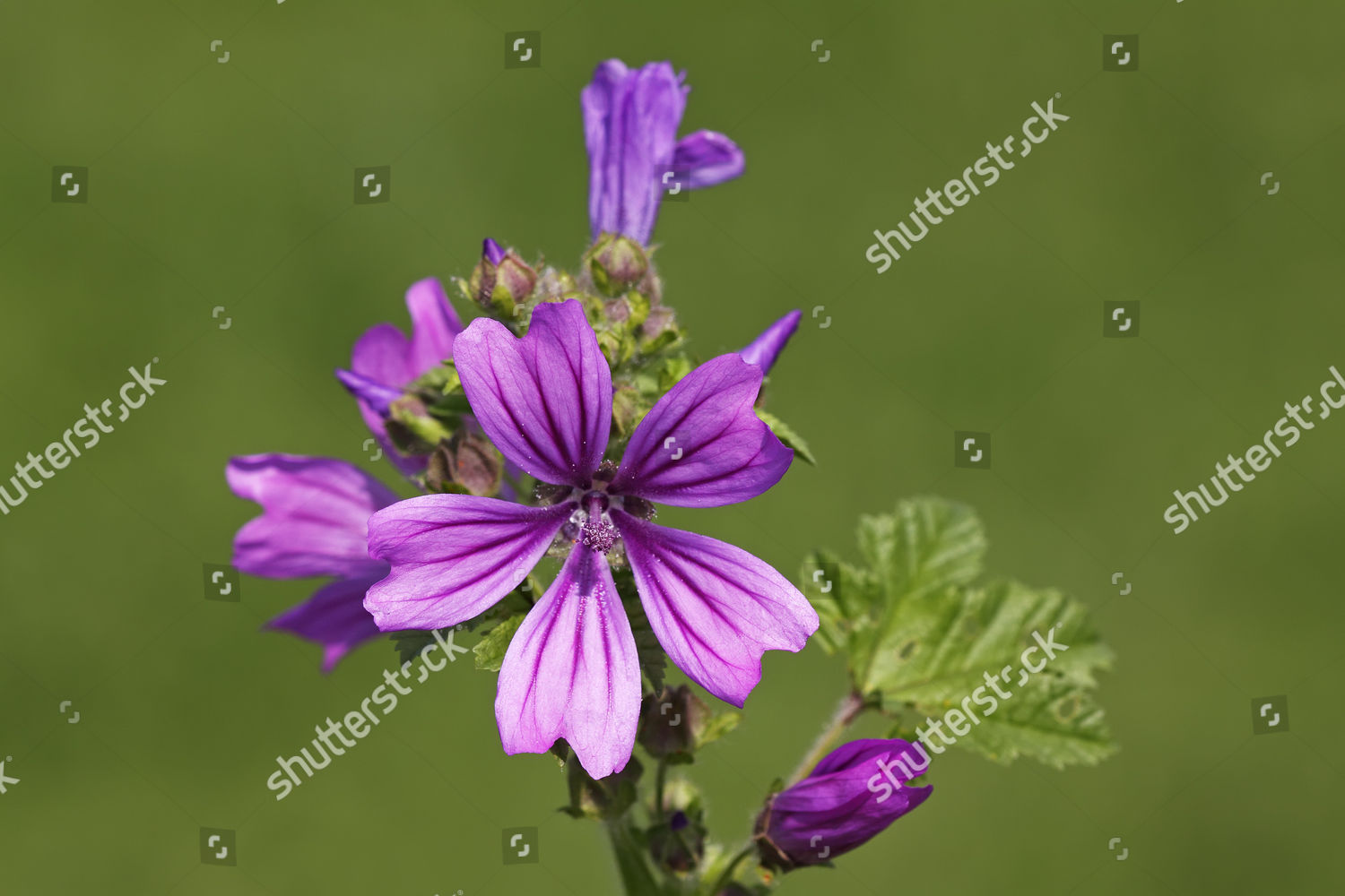 Flowering Blue Mallow High Mallow Malva Editorial Stock Photo - Stock ...