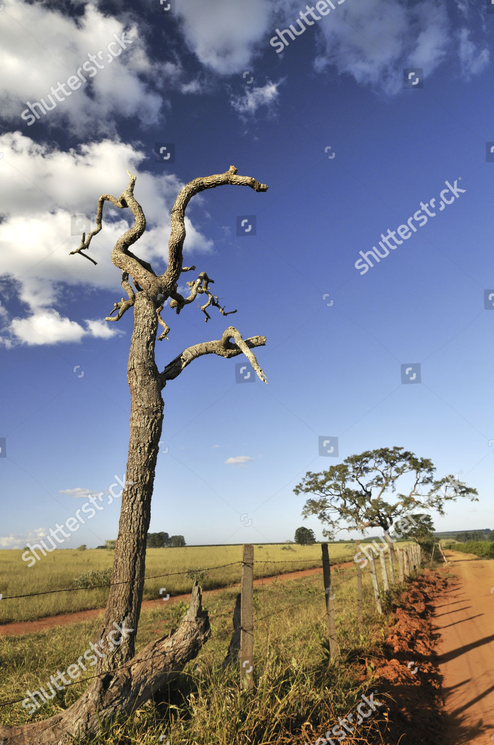 Landscape Crippled Dead Tree Brazil South Editorial Stock Photo - Stock ...