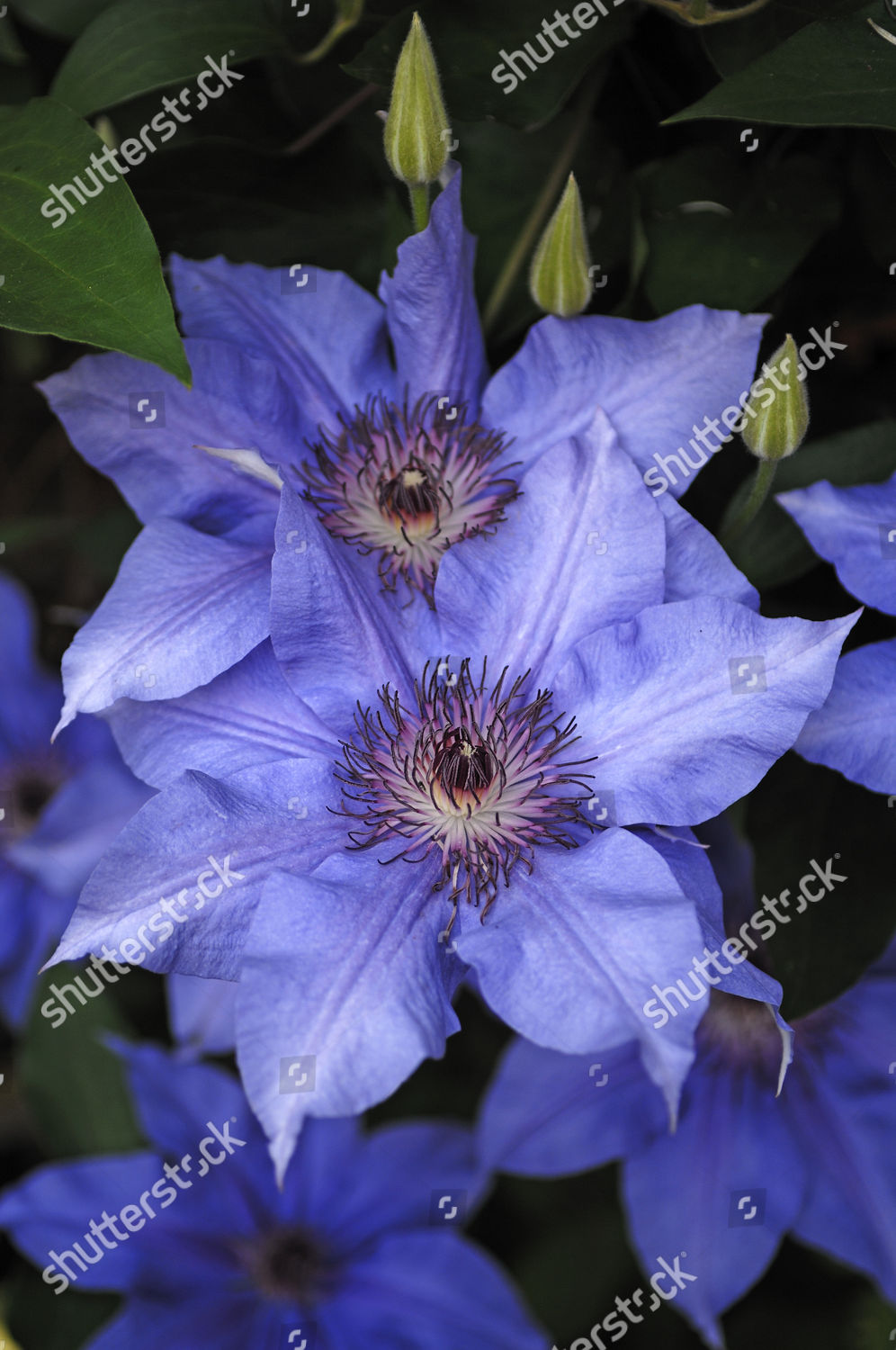 Blue Flowers Buds Clematis Clematis Editorial Stock Photo - Stock Image ...