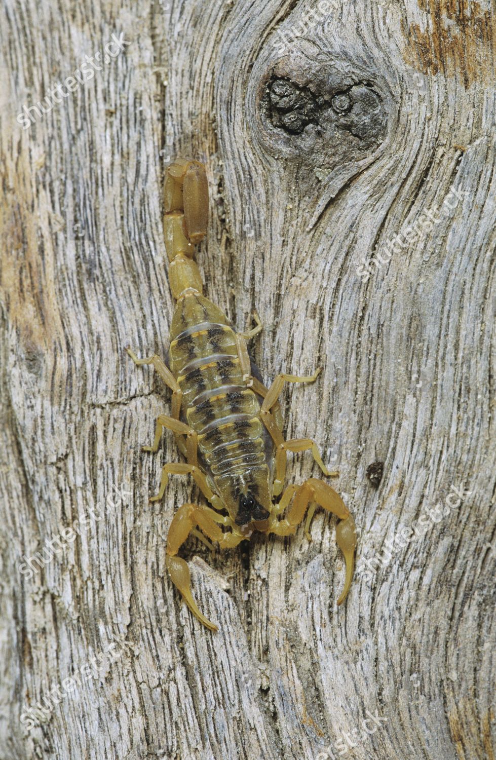 Striped Bark Scorpion Centruroides Vittatus Adult Editorial Stock Photo ...