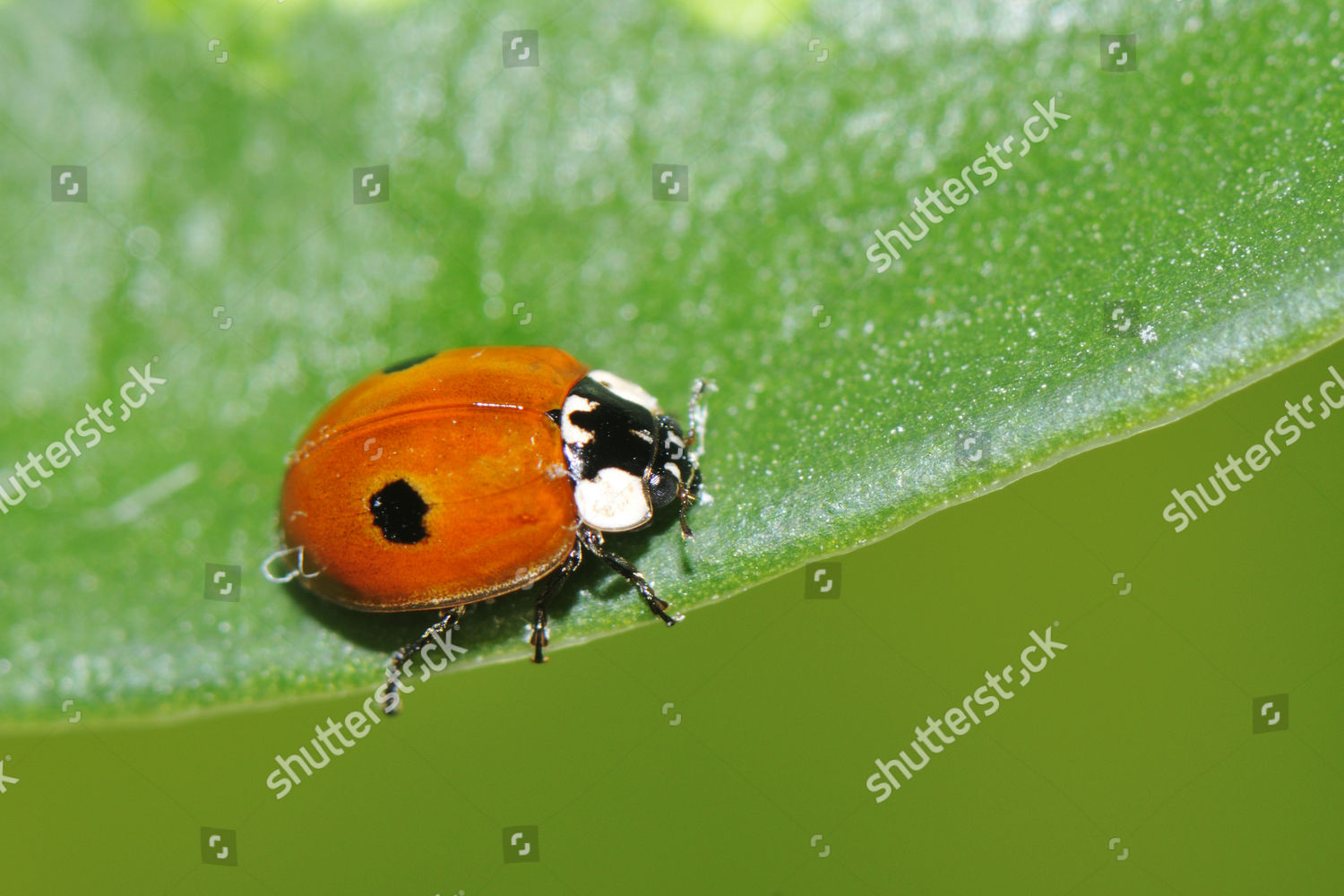 Twospotted Lady Beetle Adalia Bipunctata Editorial Stock Photo - Stock ...