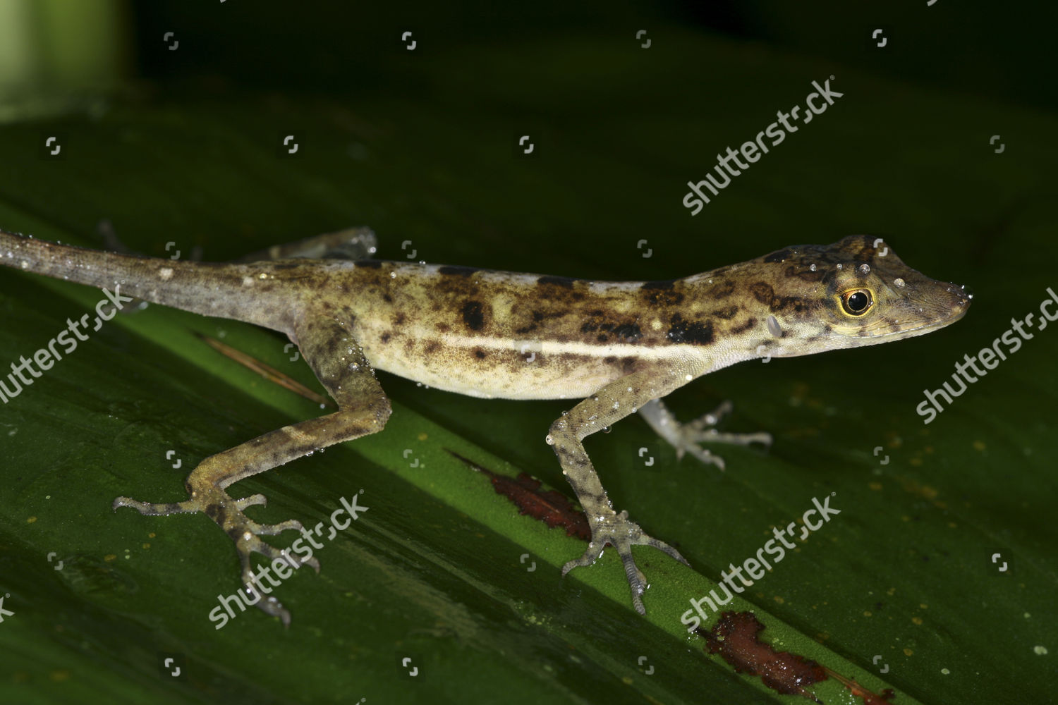 Anolis Lizard Anolis Sp Rainforest Costa Editorial Stock Photo - Stock ...