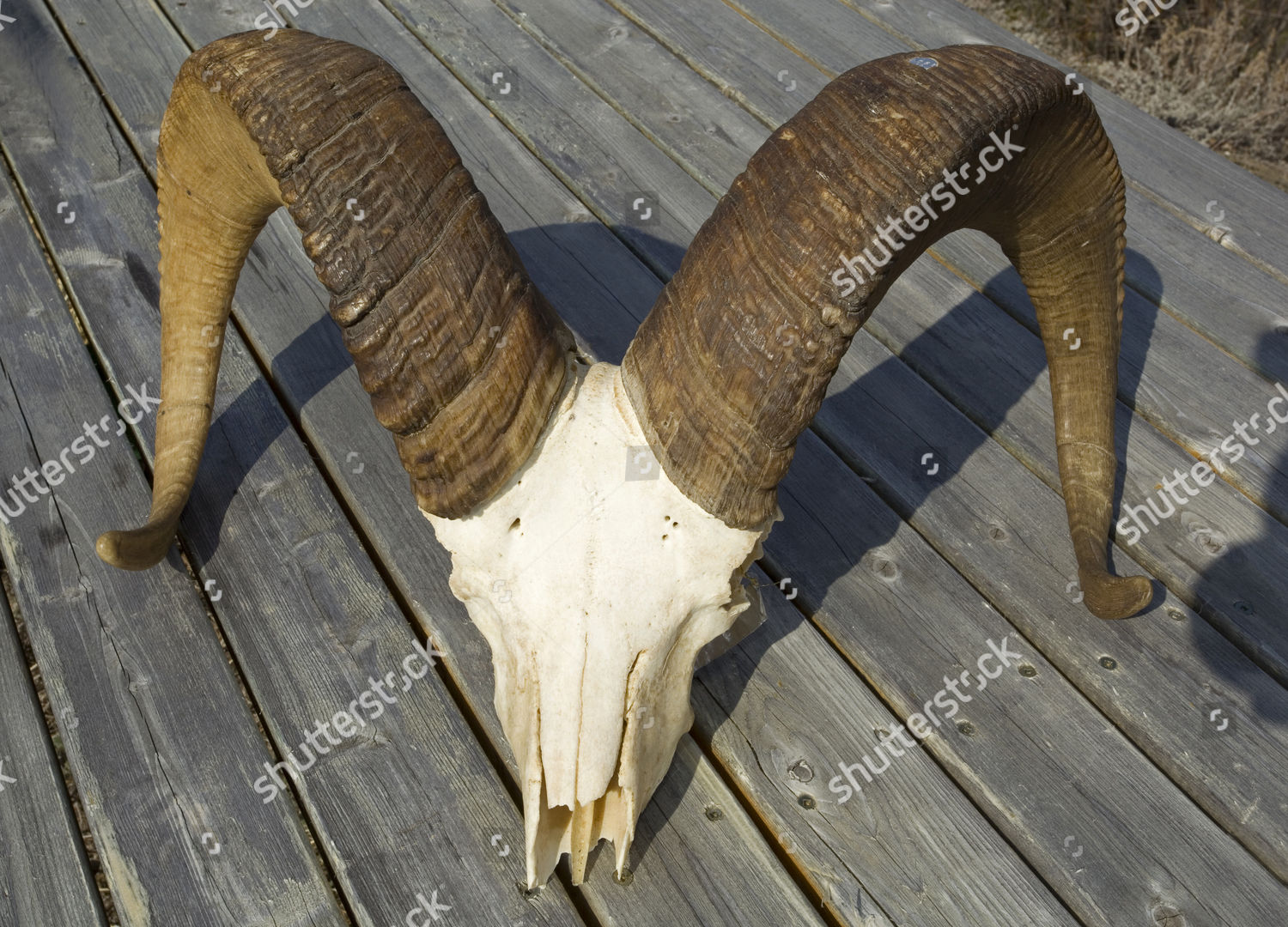 Dall Sheep Ram Skull Ovis Dalli Editorial Stock Photo - Stock Image ...