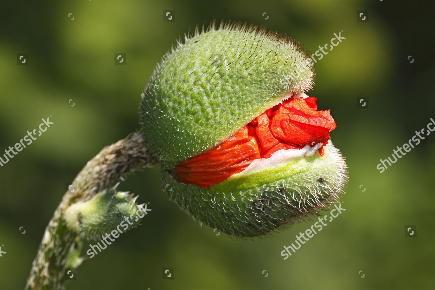 Opening Flower Bud Oriental Poppy Papaver Editorial Stock Photo - Stock ...