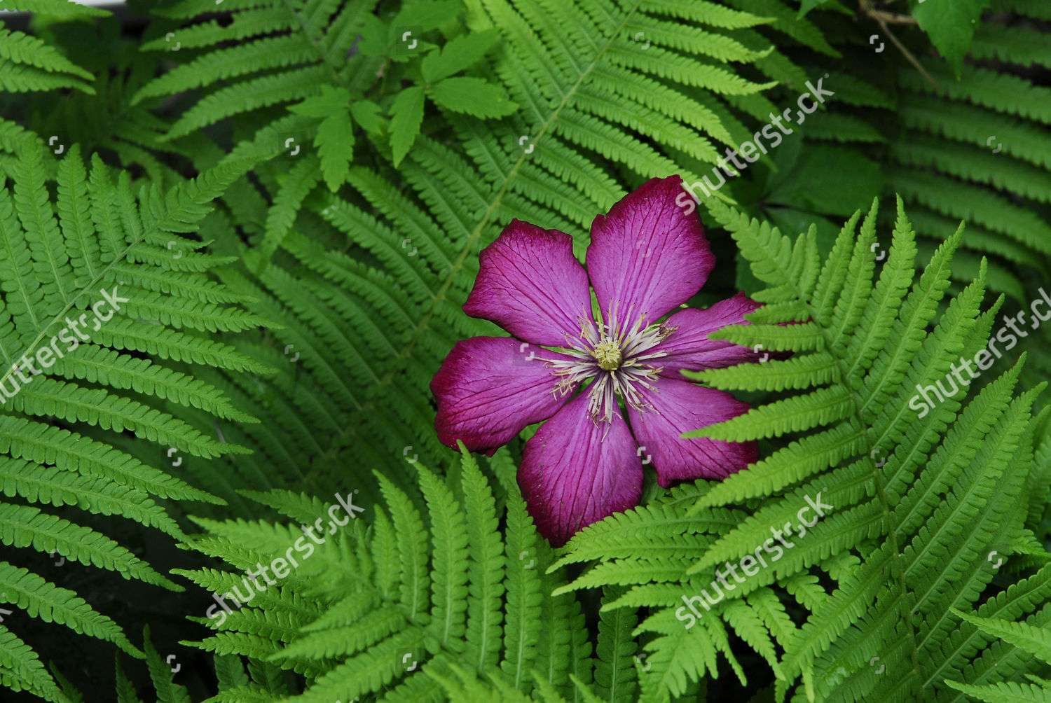 Clematis Blossom Clematis Fern Dryopteris Editorial Stock Photo - Stock ...