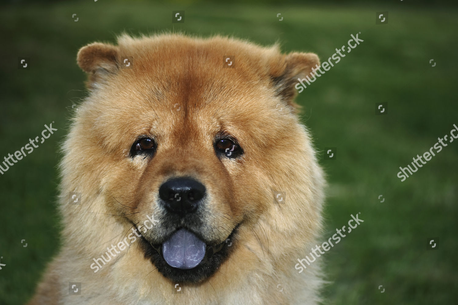 Male Chow Chow Dog Blue Tongue Editorial Stock Photo - Stock Image ...