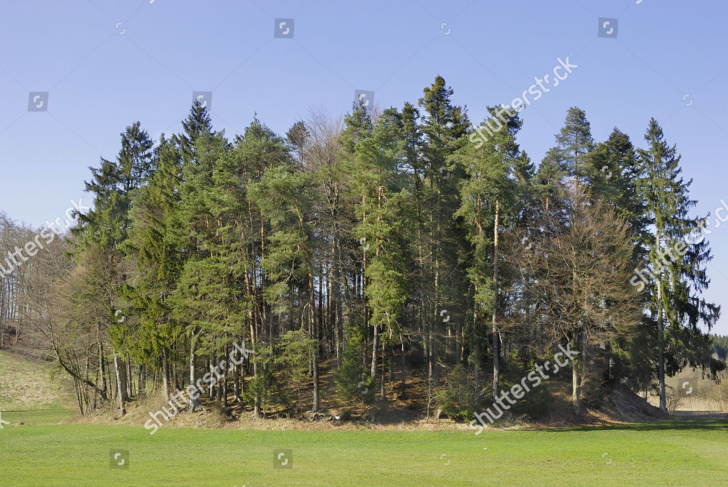 Drumlin Glacial Terrain Overgrown Pine Trees Editorial Stock Photo ...
