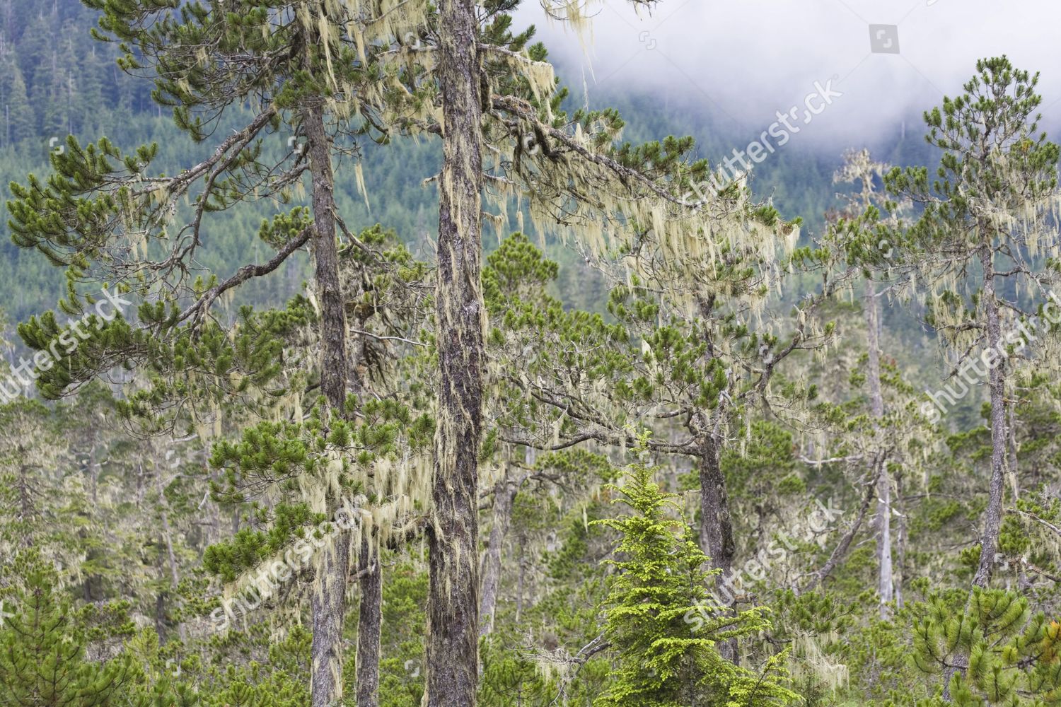Pine Trees Covered Bearded Lichens Usnea Editorial Stock Photo - Stock ...