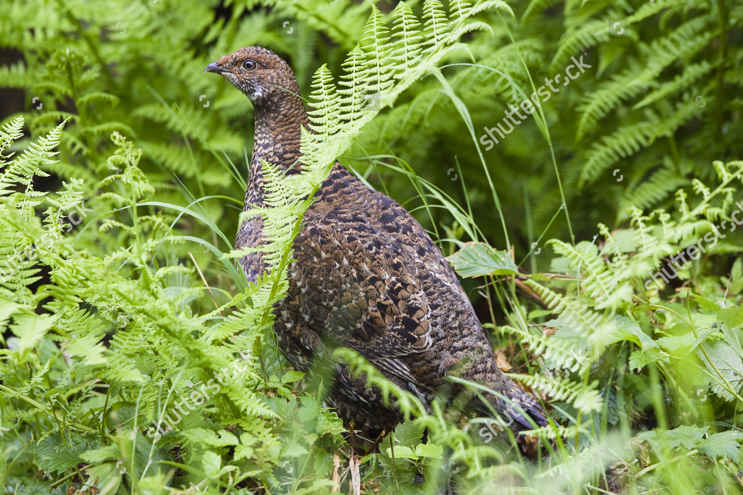 Spruce Grouse Falcipennis Canadensis Franklinii Female Editorial Stock ...