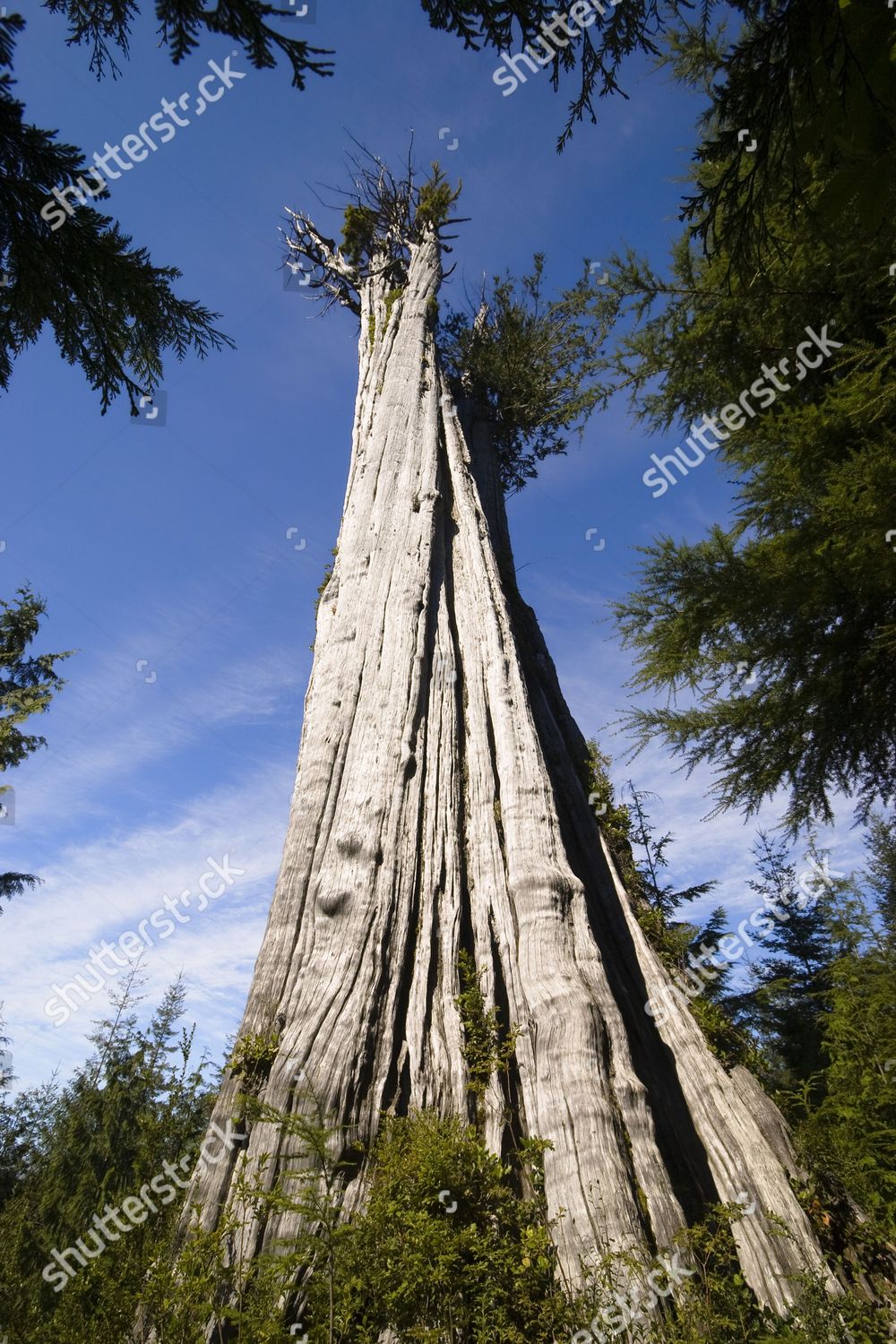 Biggest Western Red Cedar Tree World Editorial Stock Photo - Stock ...