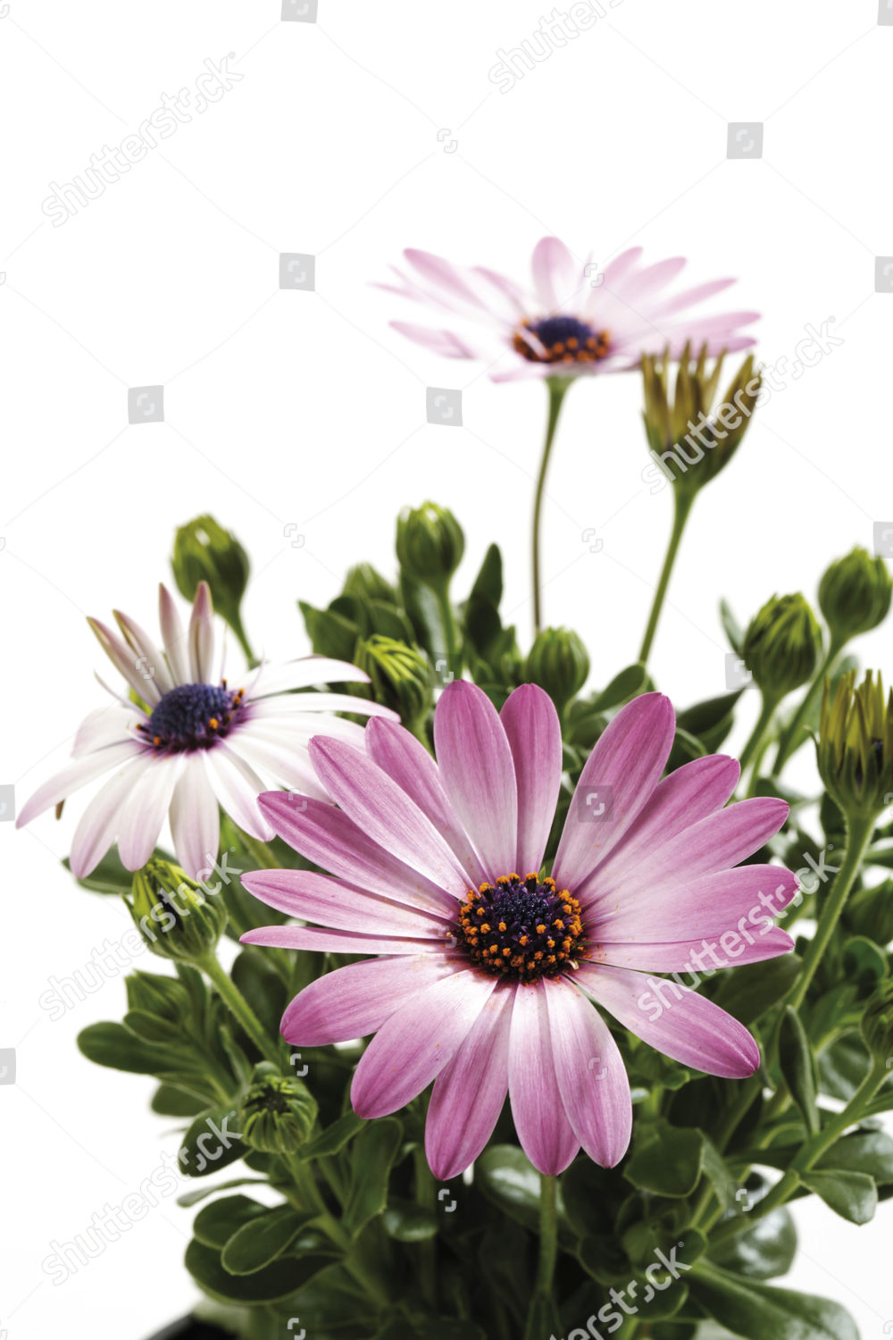 Glandular Cape Marigold Dimorphotheca Sinuata Editorial Stock Photo ...