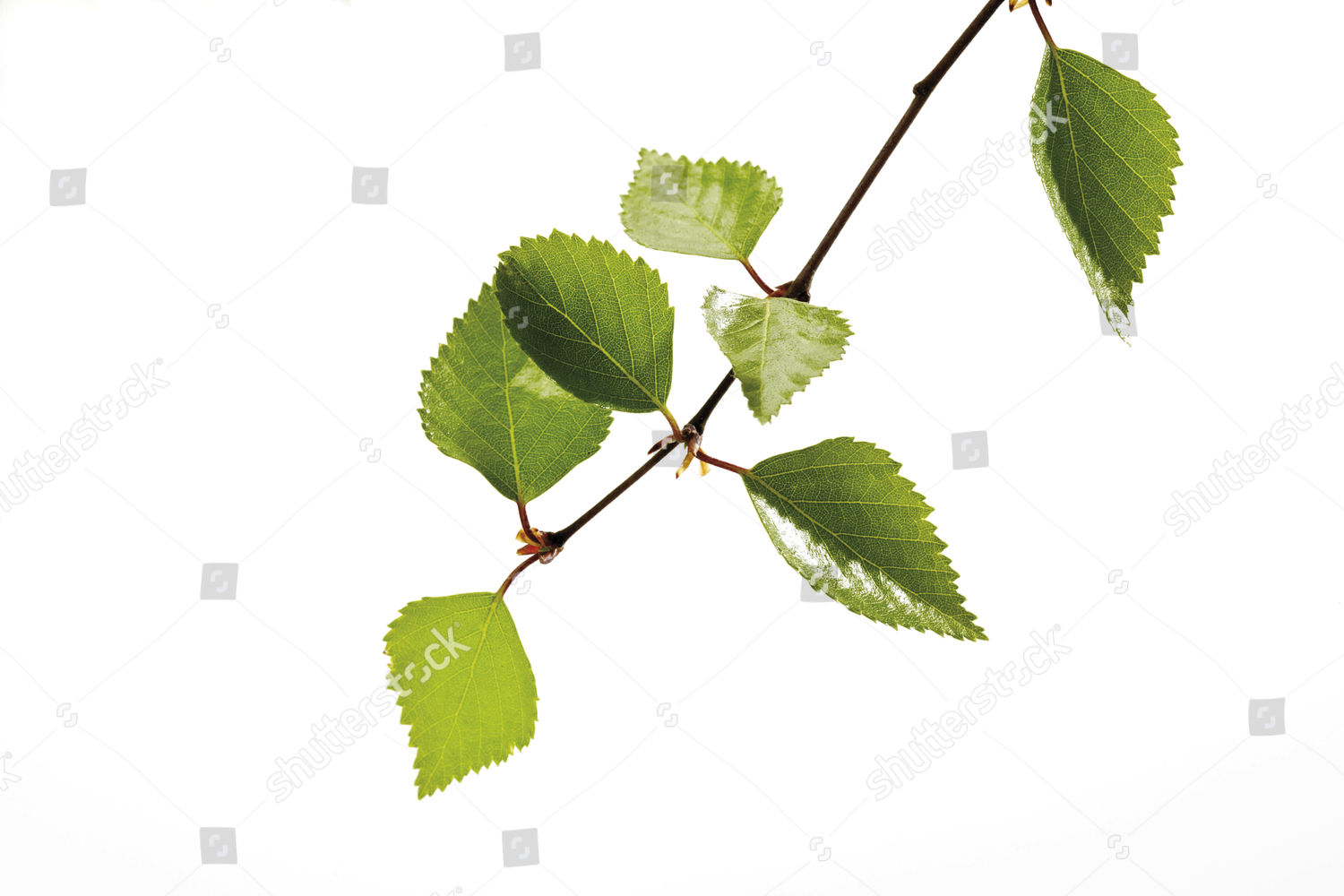 Birch Leaves Betulae Folium Editorial Stock Photo - Stock Image ...