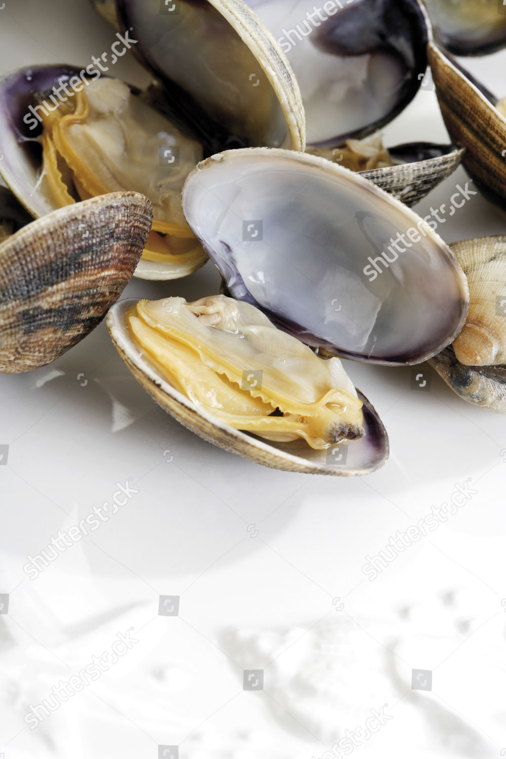 Venus Clams Veneridae Cooked On Plate Editorial Stock Photo - Stock ...