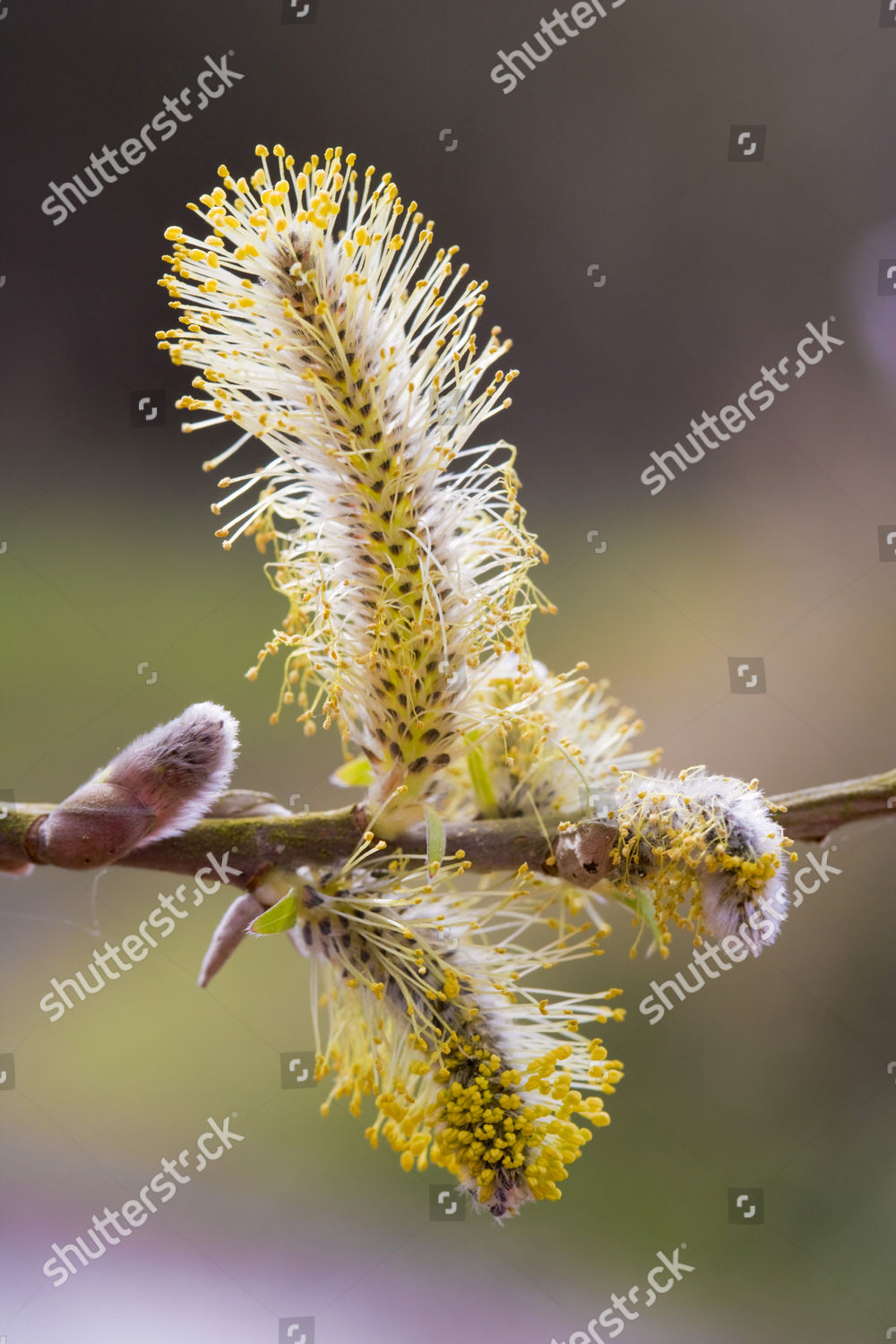 Common Osier Willow Salix Viminalis Flowering Editorial Stock Photo ...