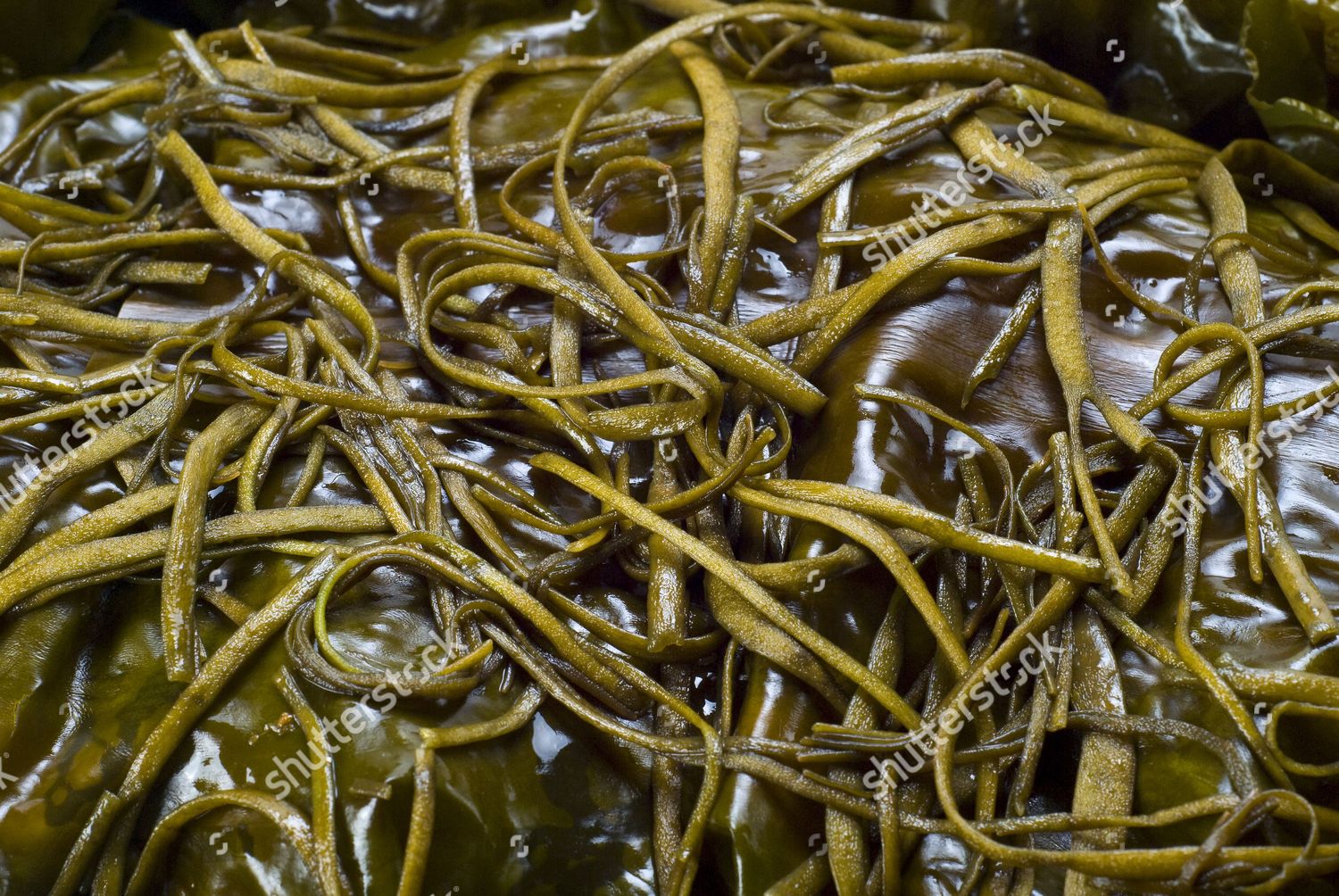 Common Pandora Pagellus Erythrinus Being Steamed Editorial Stock Photo ...