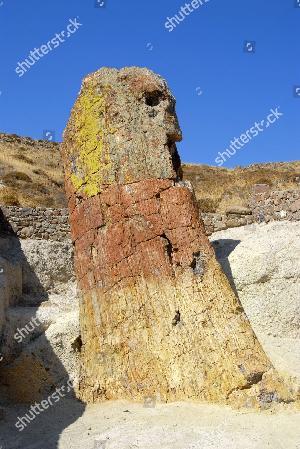 Petrified Tree Stump Petrified Forest Between Editorial Stock Photo ...