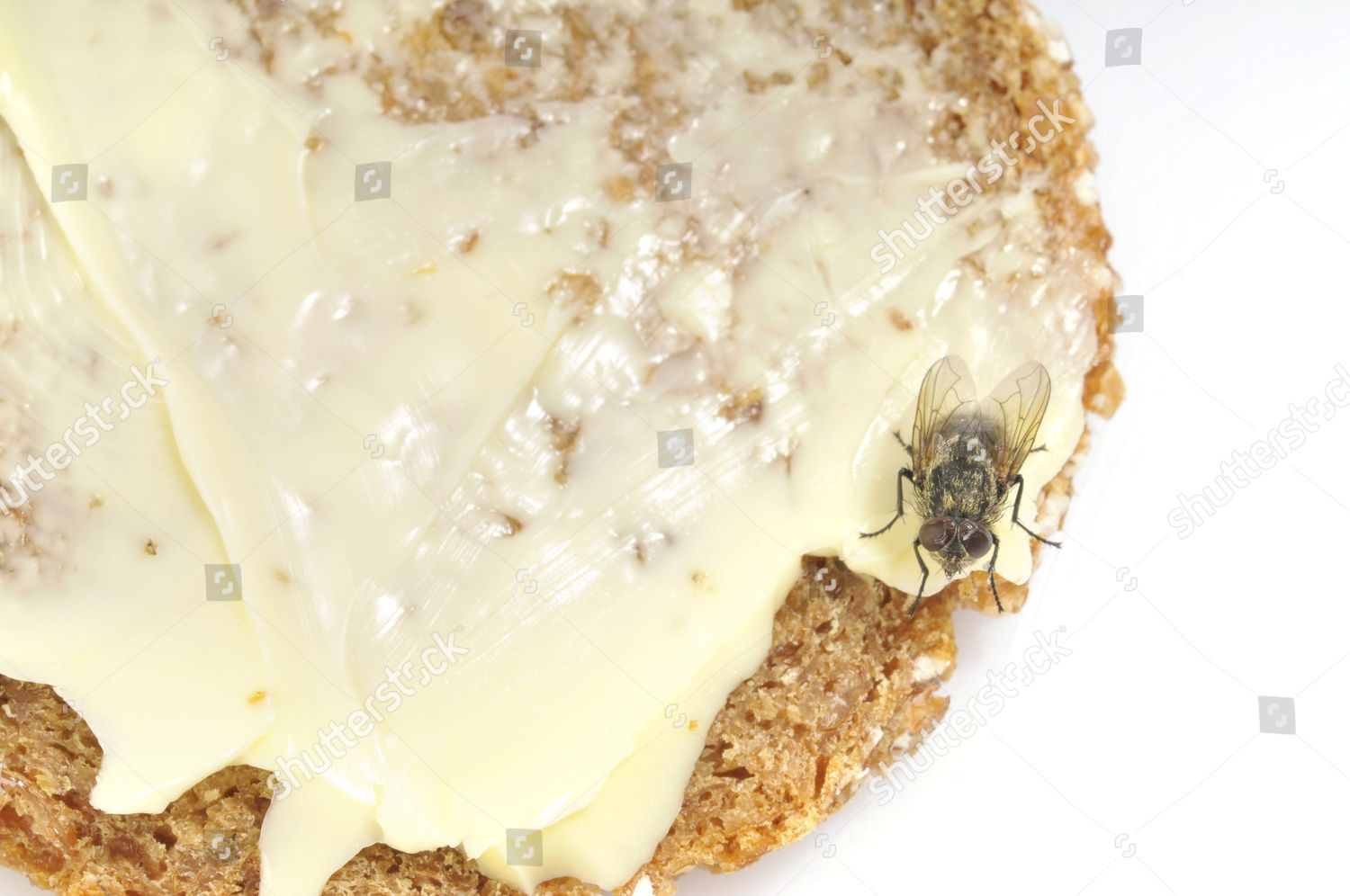 Common Housefly Musca Domestica Sitting On Editorial Stock Photo ...