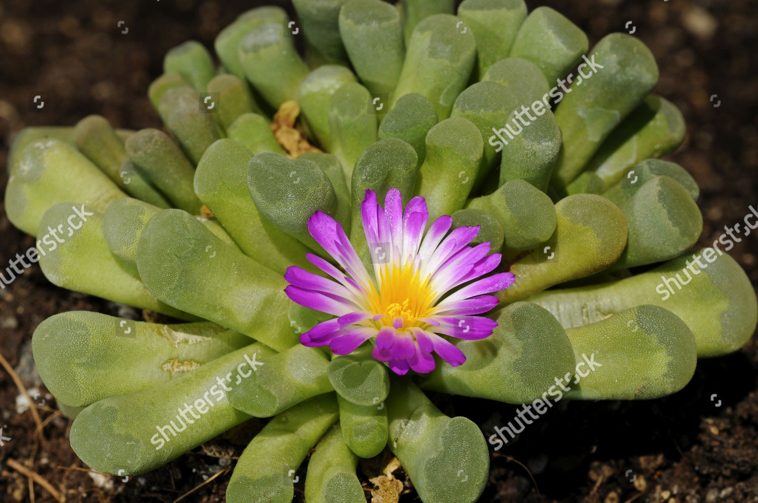 Fairy Elephants Feet Frithia Pulchra Stone Editorial Stock Photo ...
