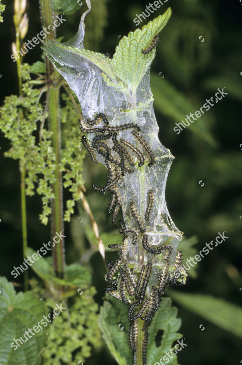 Small Tortoiseshell Aglais Urticae Caterpillar Nest Editorial Stock ...