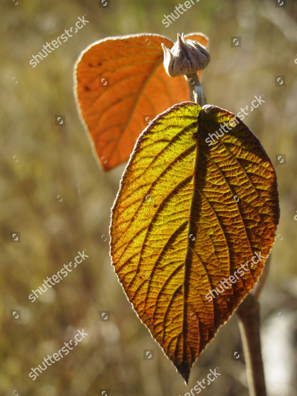 Leaf Wayfaring Tree Viburnum Lantana Bavaria Editorial Stock Photo ...