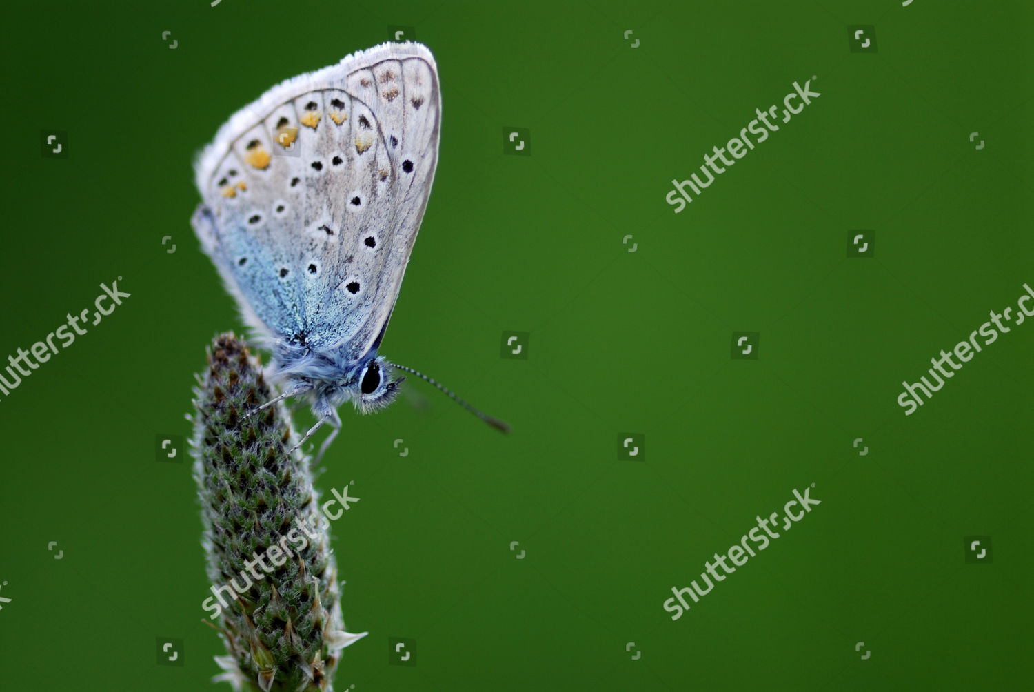 Idas Blue Lycaeides Idas Mindelheim Allgau Editorial Stock Photo ...
