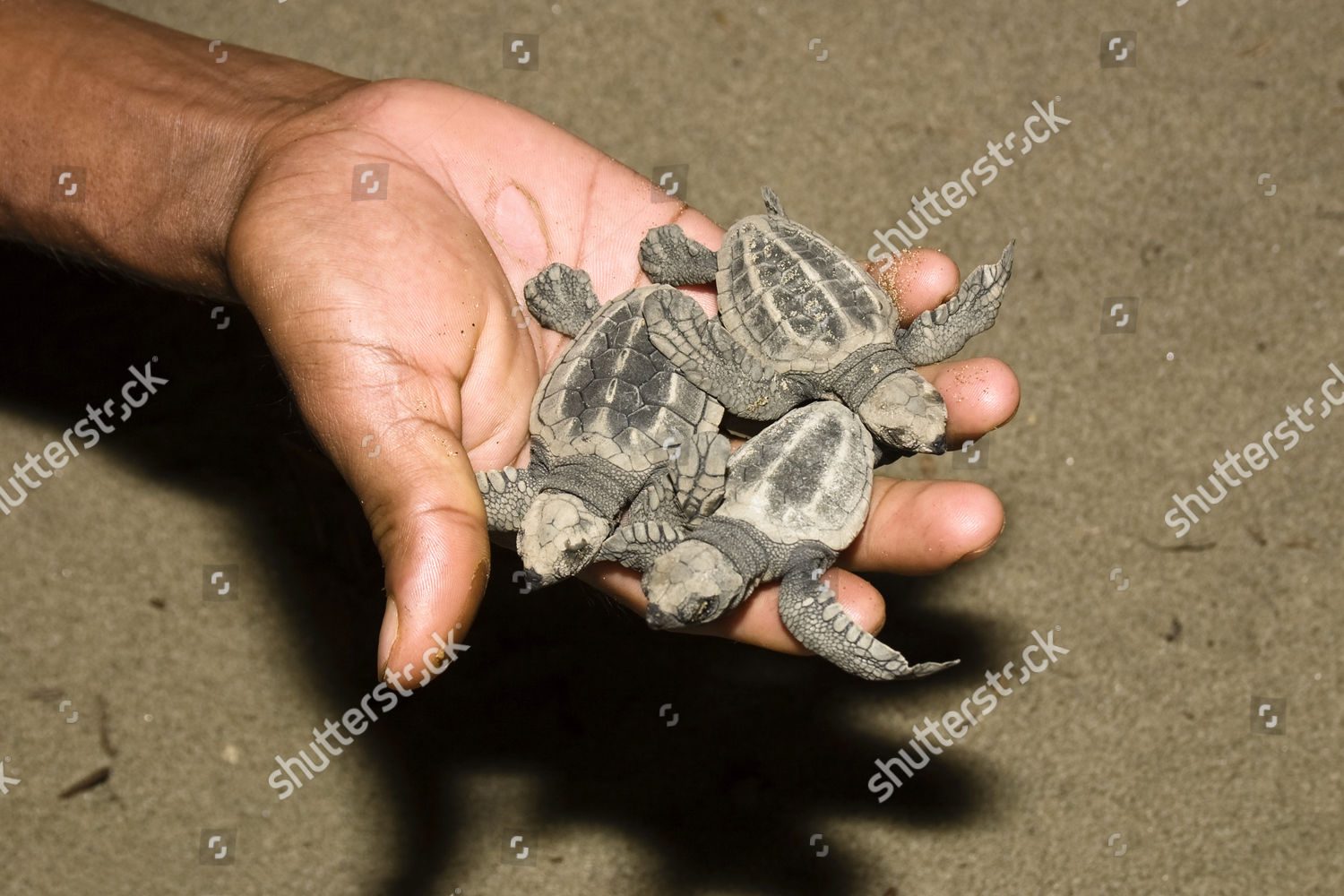 Recently Hatched Turtles On Palm Hand Editorial Stock Photo - Stock ...