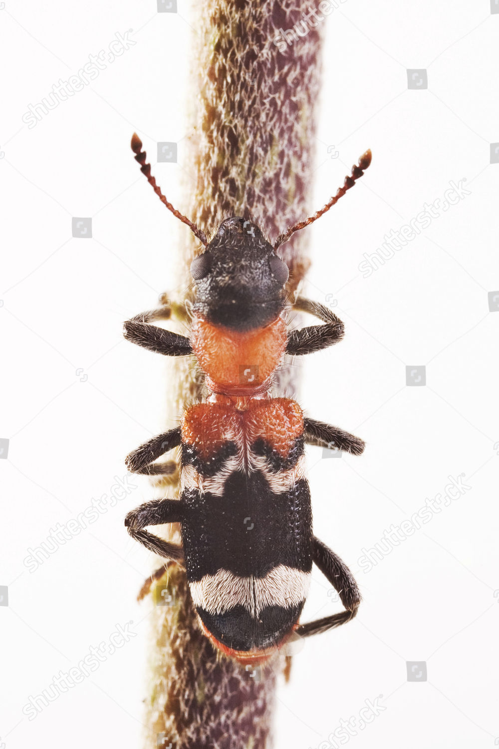 Ant Beetle Thanasimus Formicarius Editorial Stock Photo - Stock Image ...