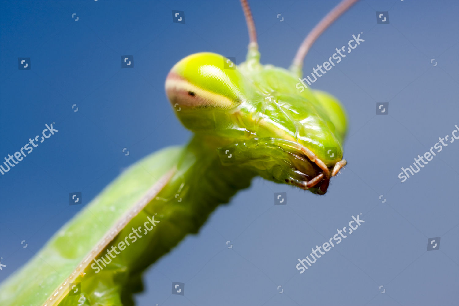 Religious Mantis European Mantid Mantis Religiosa Editorial Stock Photo ...