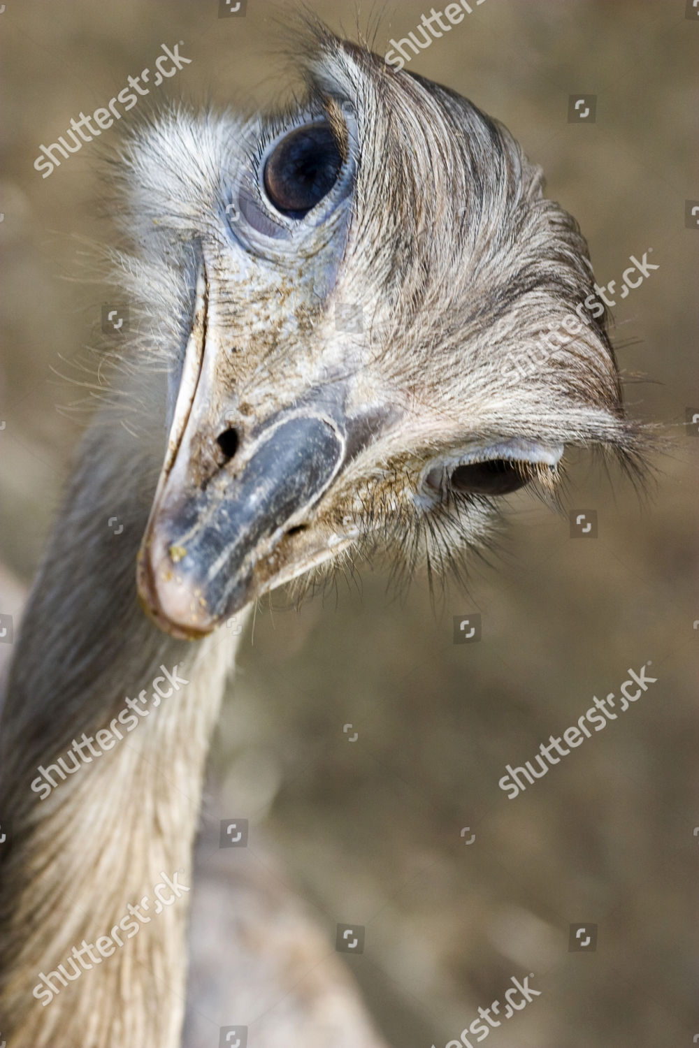 Greater Rhea Common Rhea Rhea Americana Editorial Stock Photo - Stock ...