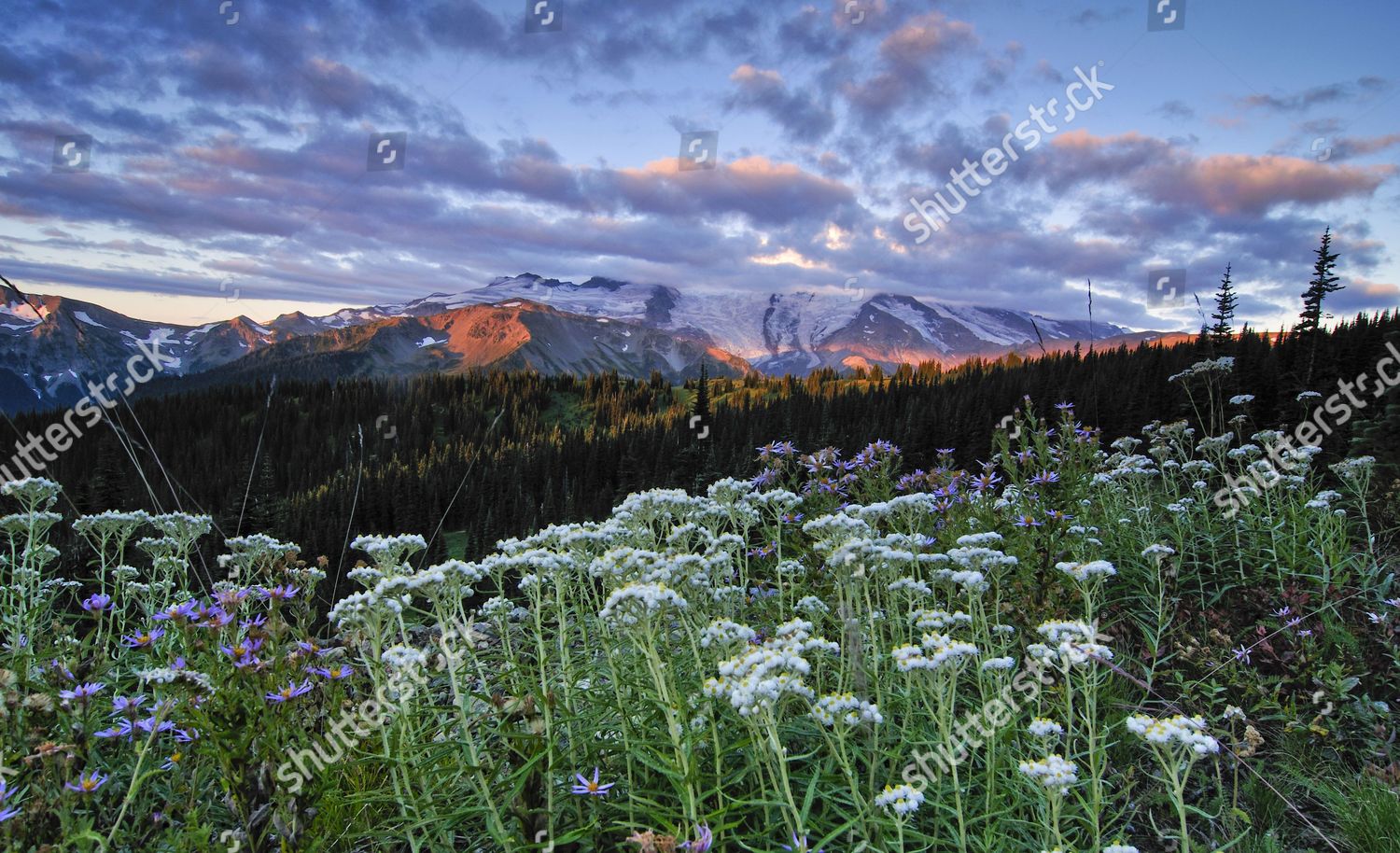 Mount Rainier Field Flowers By Sunrise Editorial Stock Photo - Stock ...