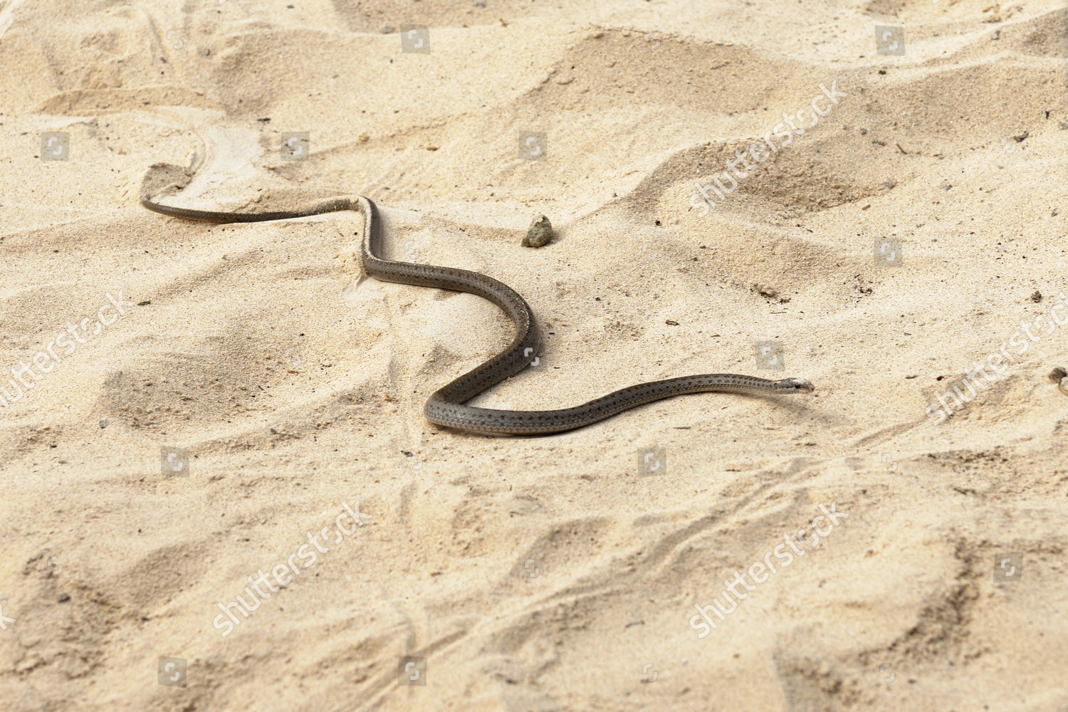 Galapagos Racer Snake Philodryas Biserialis Floreana Editorial Stock ...