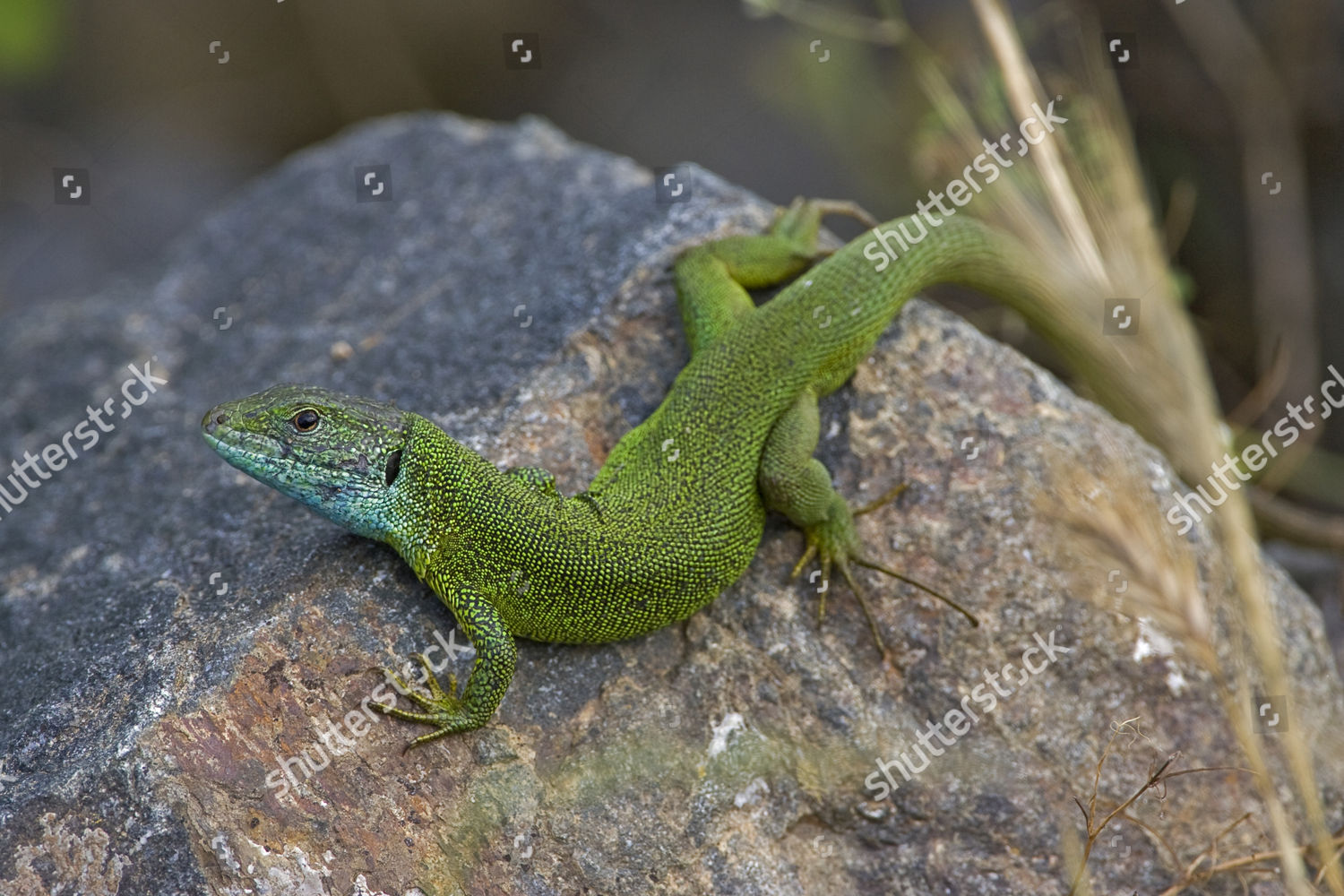 European Green Lizard Lacerta Viridis Greece Editorial Stock Photo ...