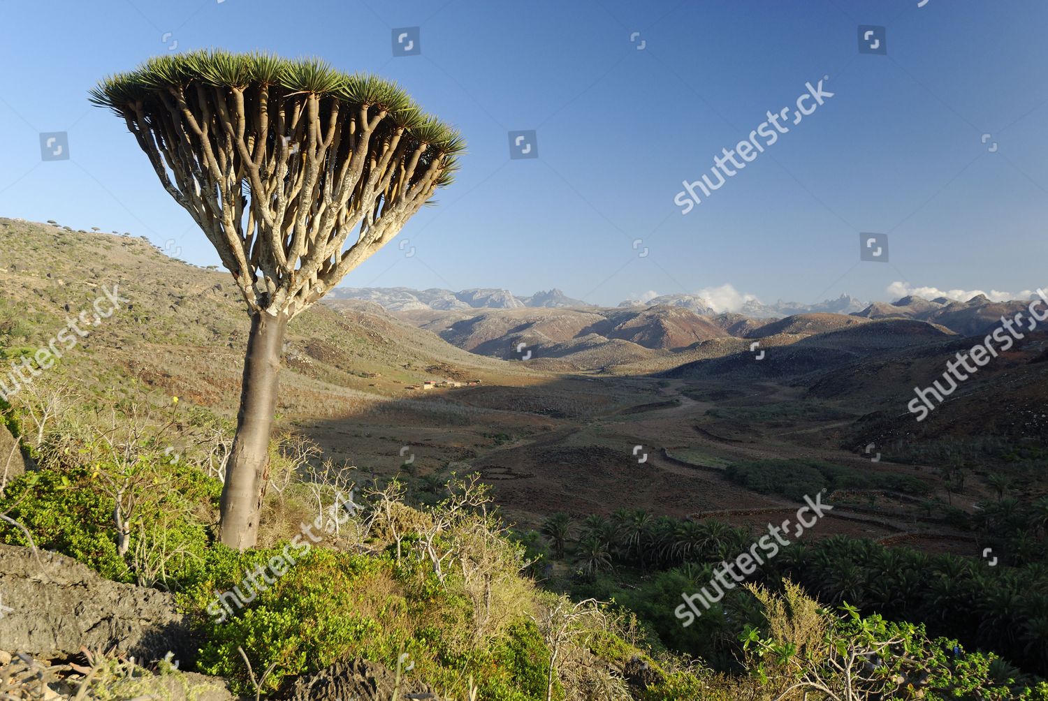 Dragons Blood Tree Dracaena Cinnabari Endemic Editorial Stock Photo ...