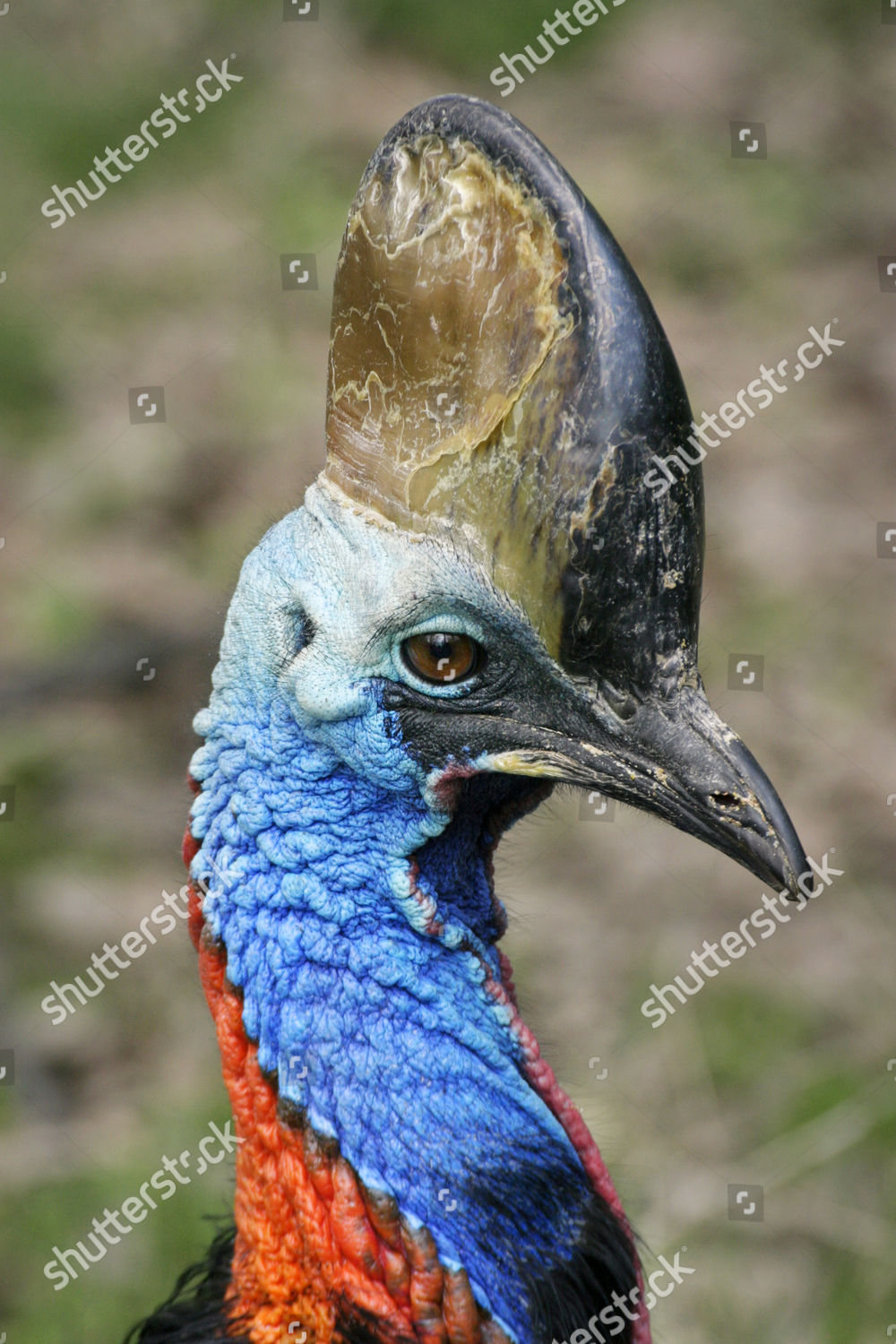 Southern Cassowary Casuarius Casuarius Editorial Stock Photo - Stock ...