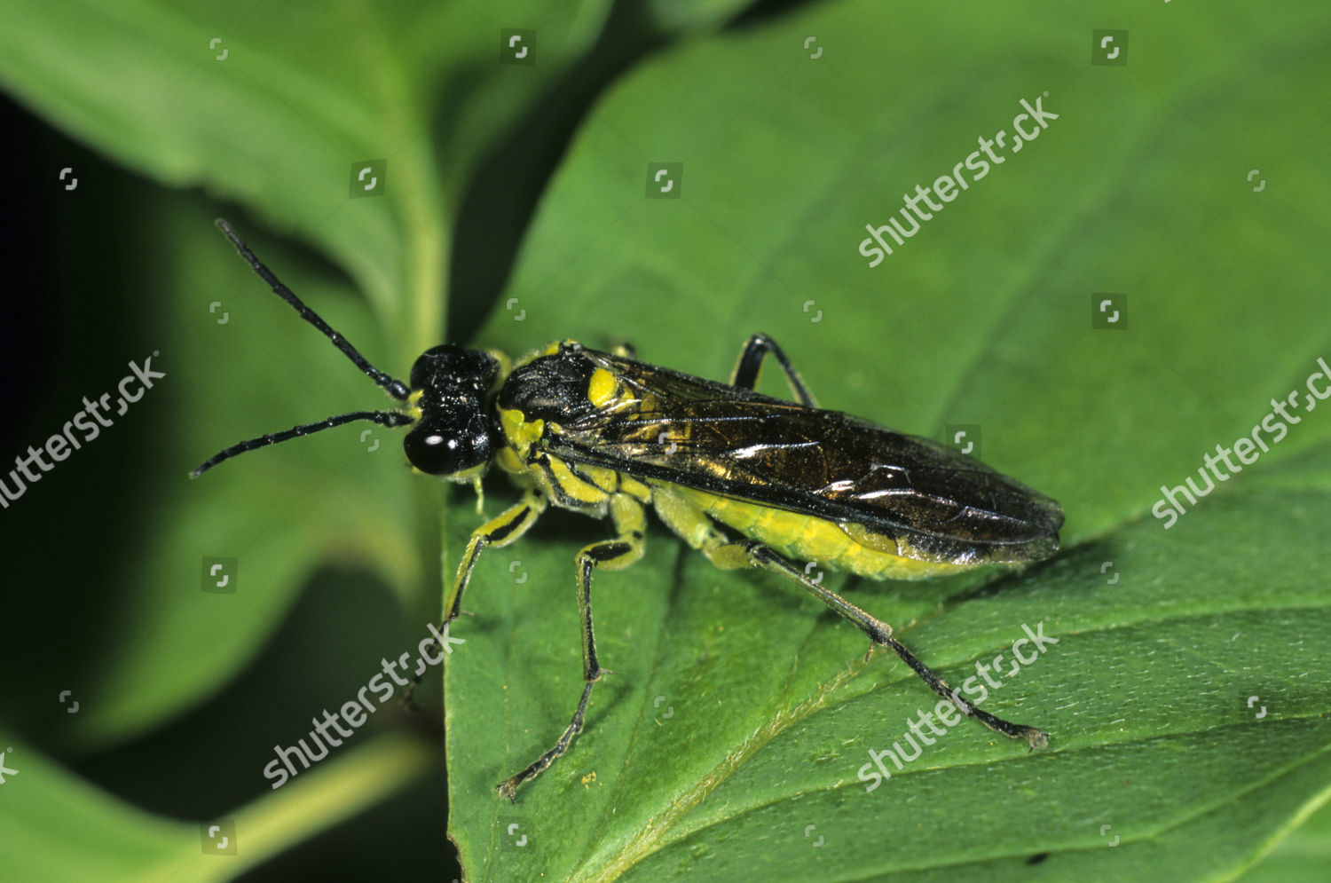 Sawfly Rhogogaster Sp Editorial Stock Photo - Stock Image | Shutterstock